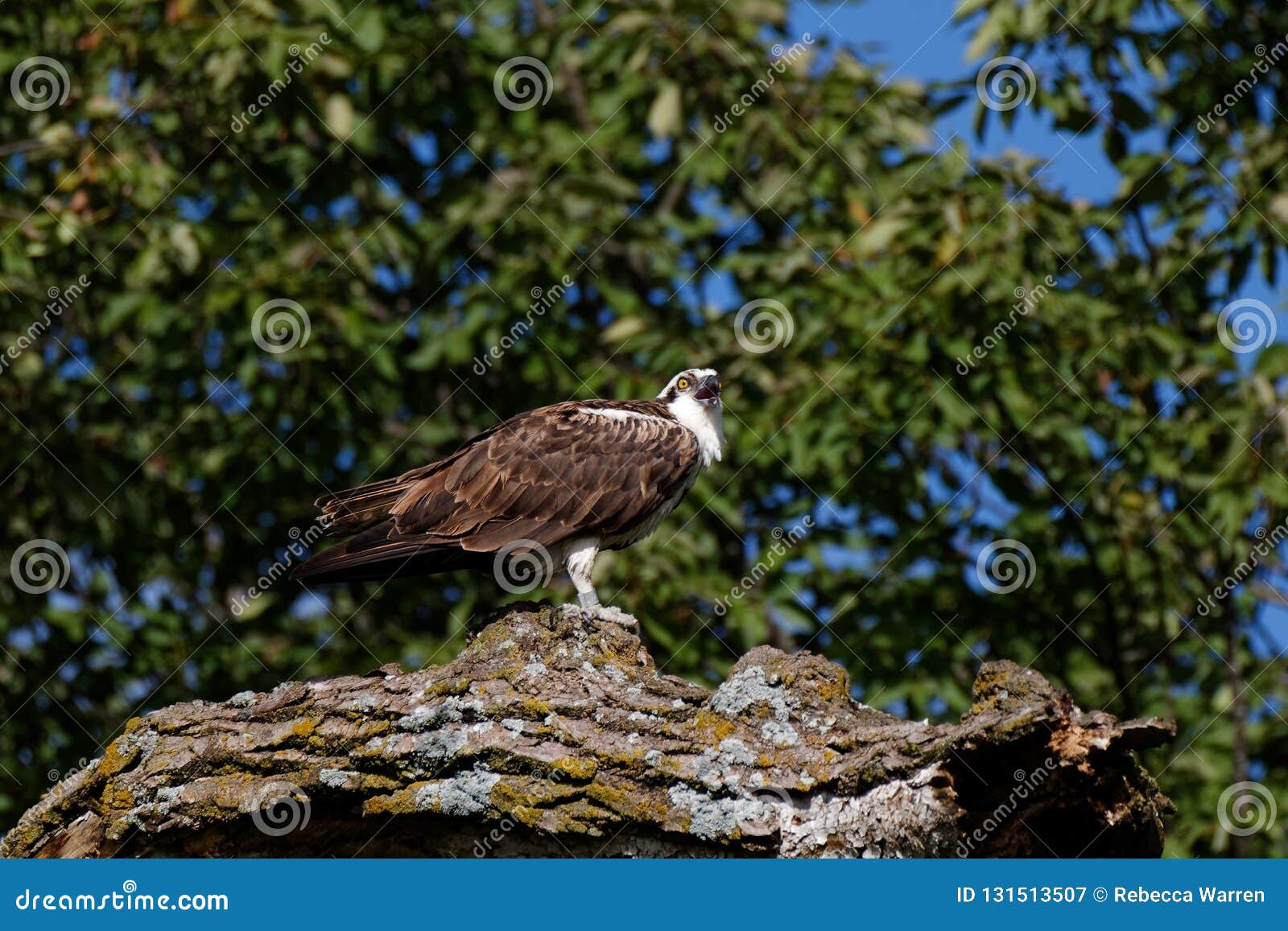 Osprey Calling on a Tree stock image. Image of river - 131513507