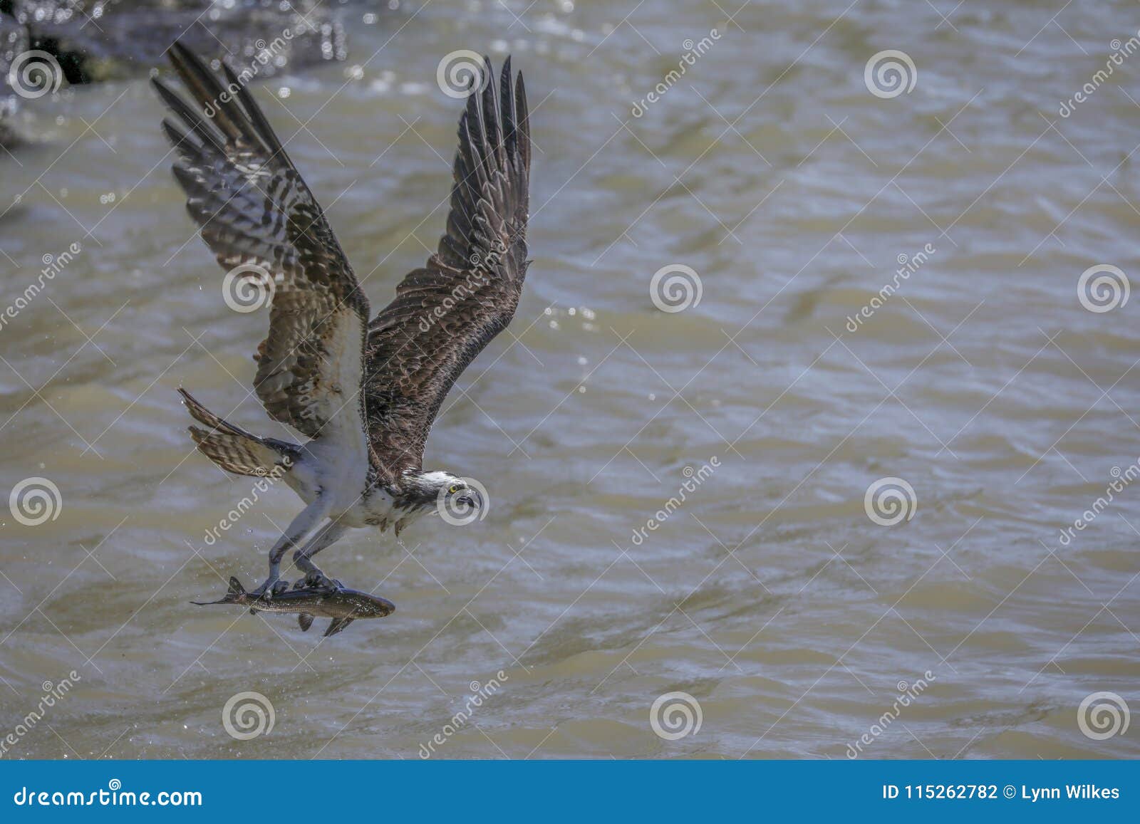 Osprey carrying a fish stock photo. Image of great, carrying - 115262782