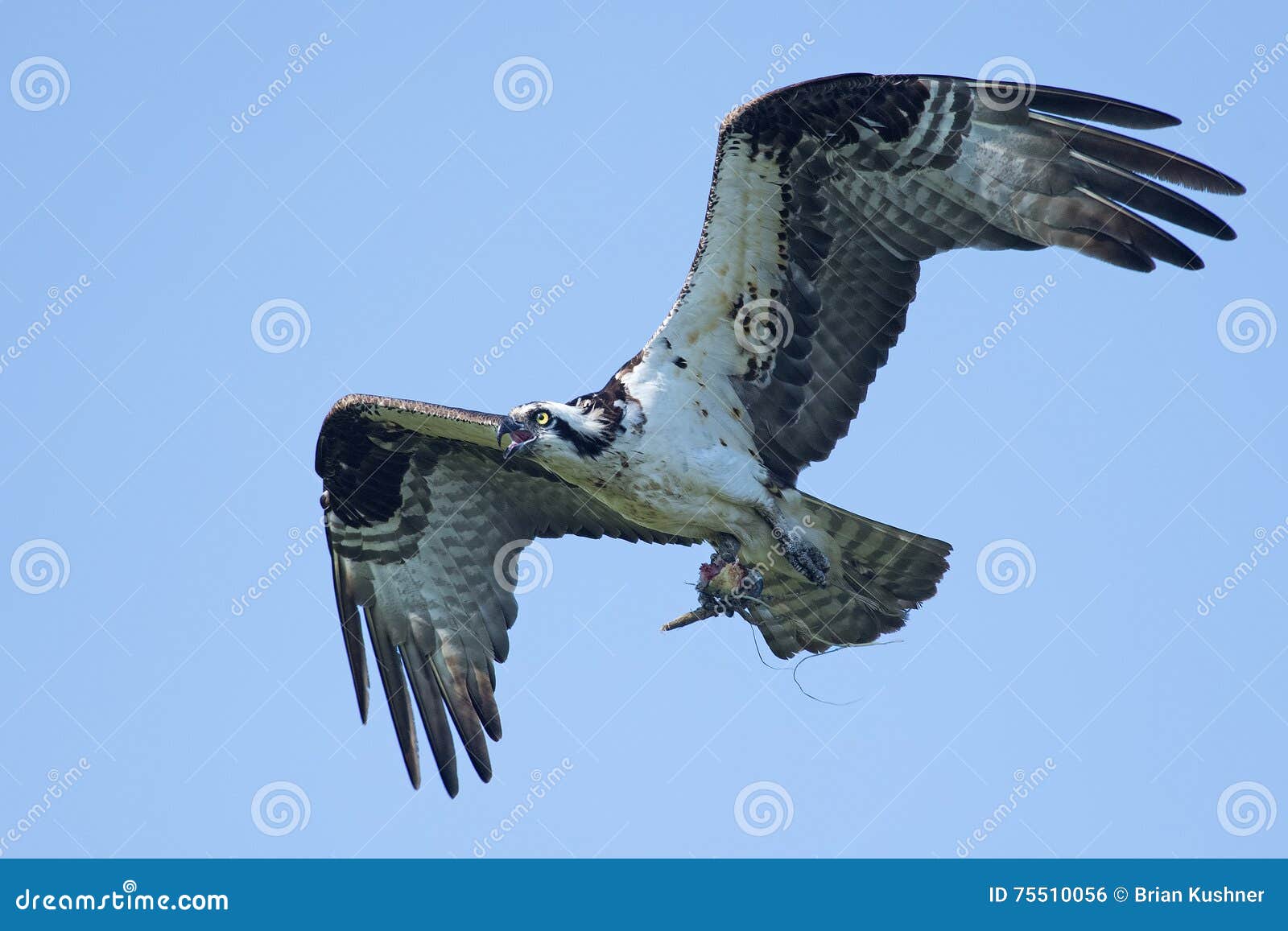 Osprey Carrying Fish stock photo. Image of america, male - 75510056