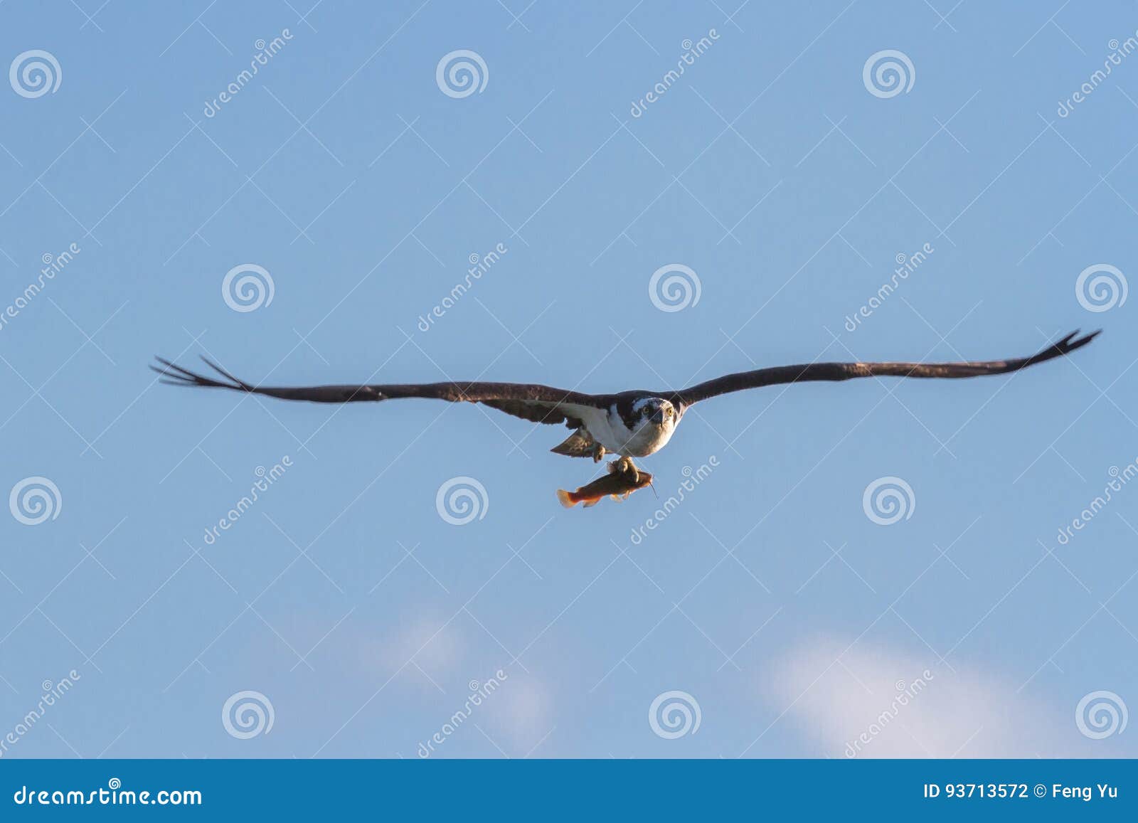 Osprey carrying a fish stock photo. Image of wild, fish - 93713572
