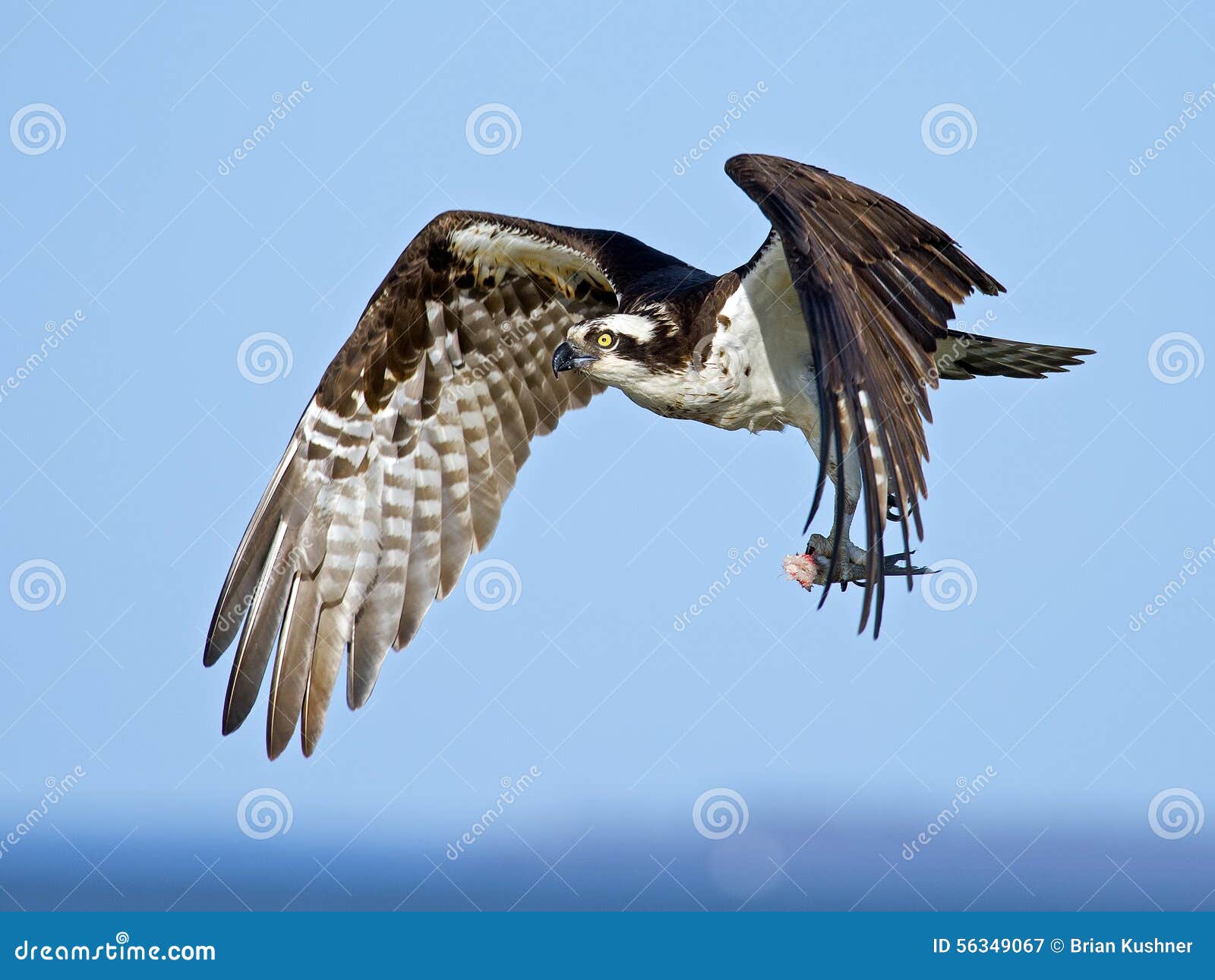 Osprey Carrying Fish stock image. Image of head, ospreys - 56349067