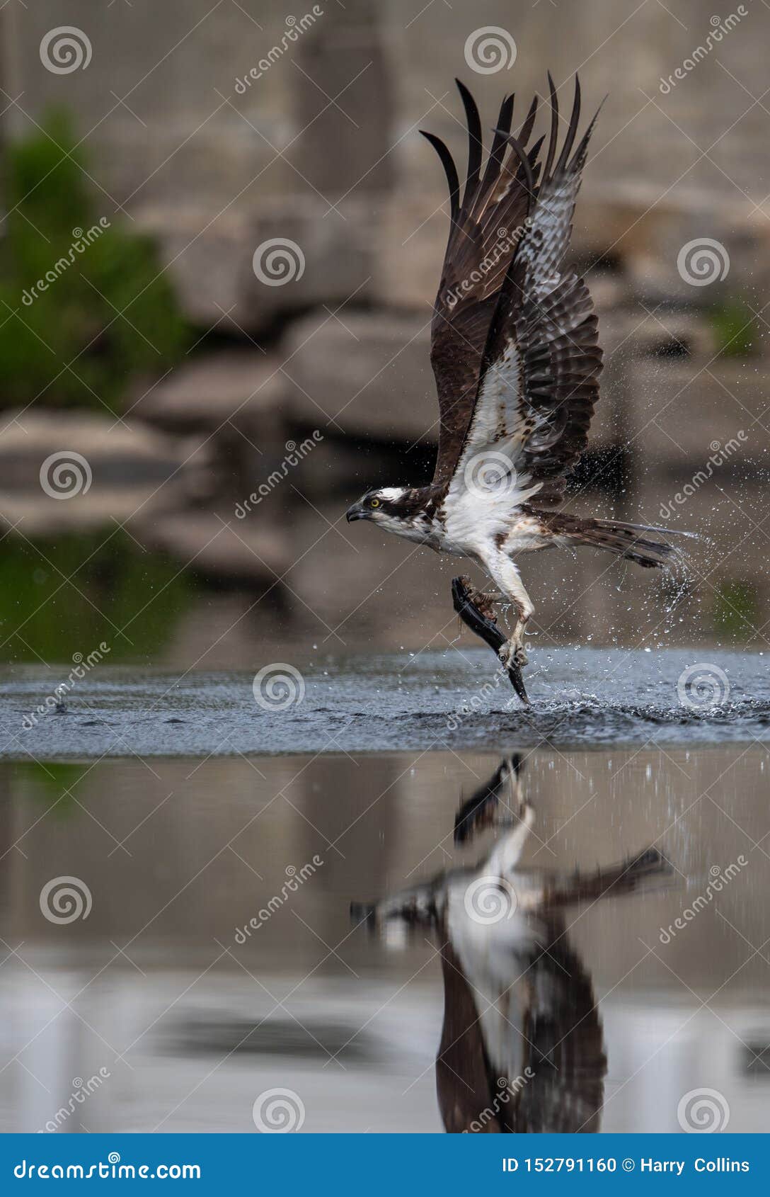 Osprey catching a fish stock photo. Image of beak, blue - 152791160