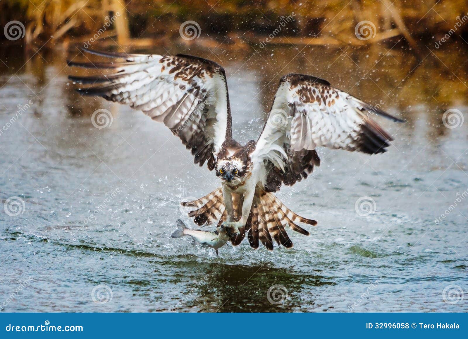 Osprey catching a fish stock photo. Image of beak, horizontal - 32996058