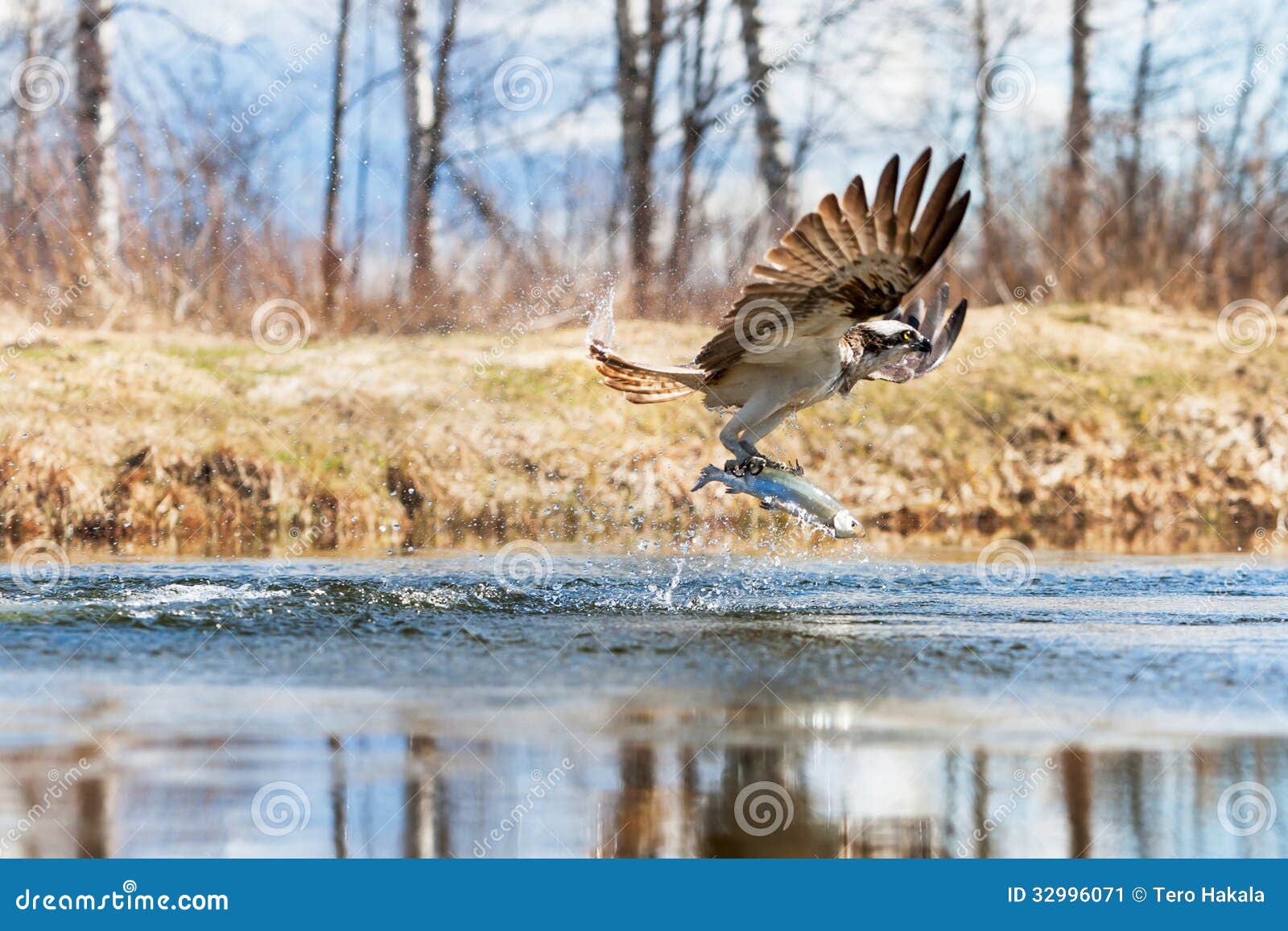 Osprey catching a fish stock image. Image of osprey, horizontal - 32996071