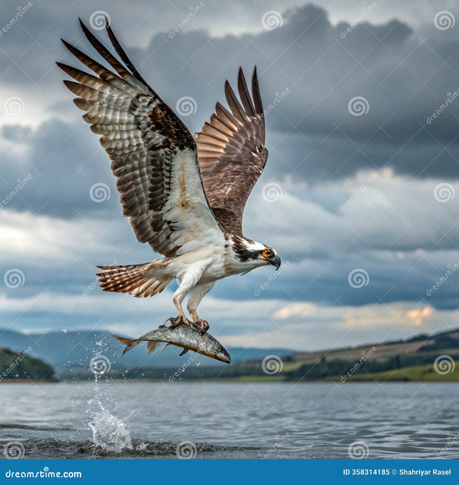 Osprey Catching Fish in Scotland Stock Illustration - Illustration of ...