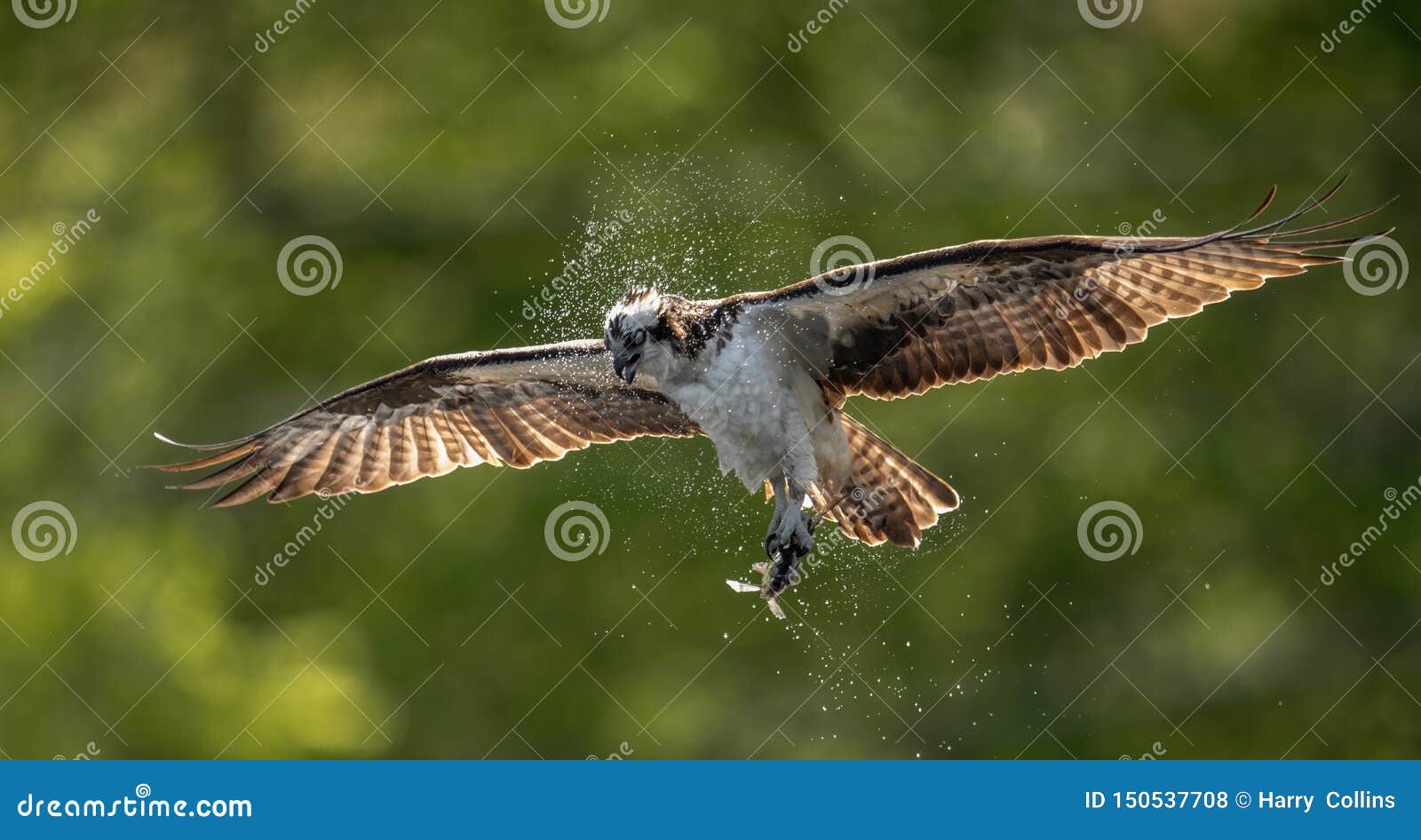 Osprey Catching a Fish with Talons Out Stock Photo - Image of eyes ...