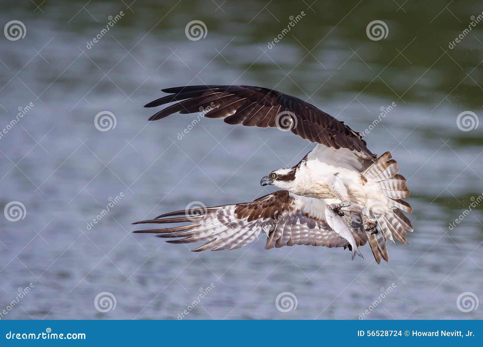 Osprey catching fish stock photo. Image of talons, flying - 56528724