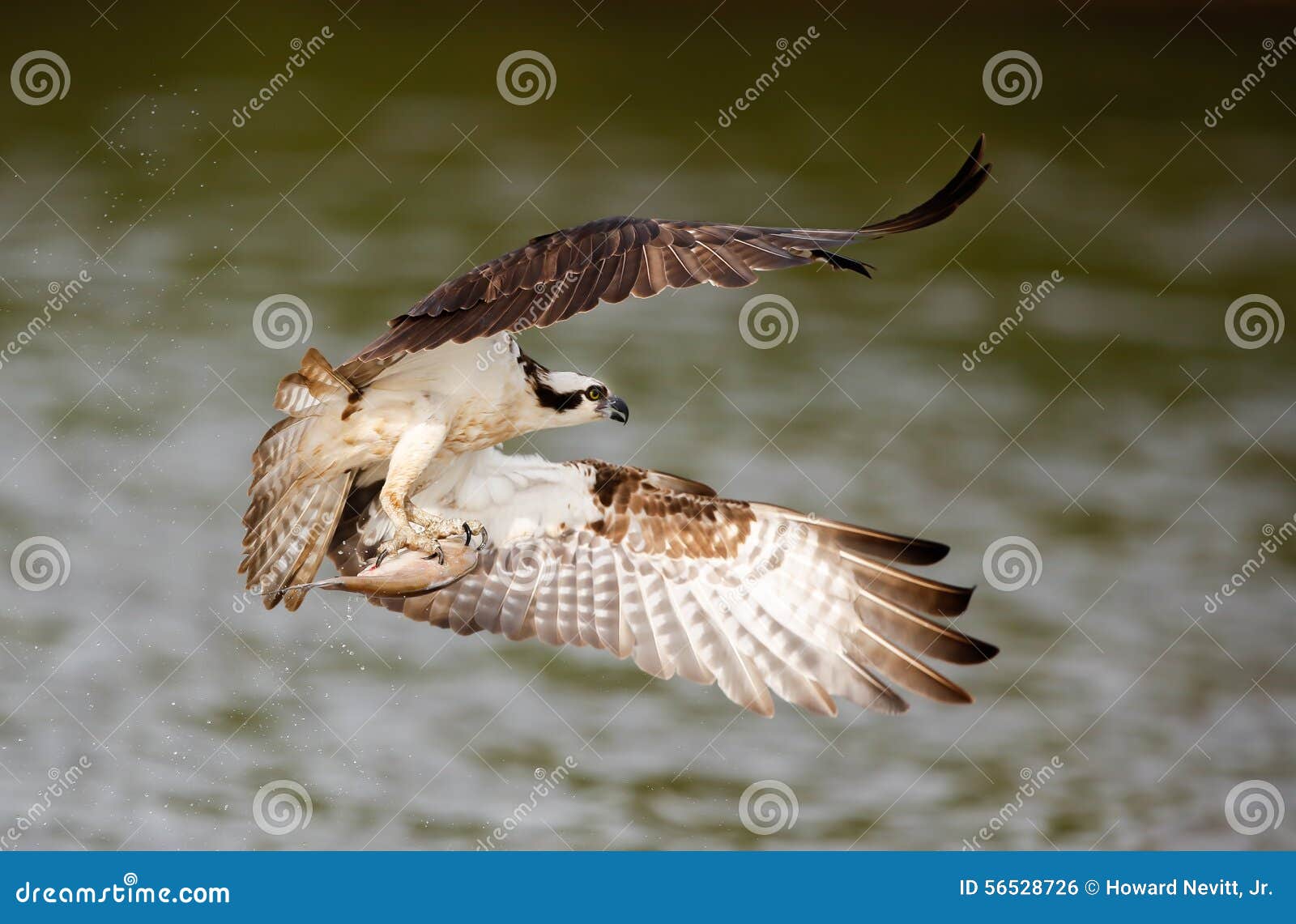 Osprey catching fish stock photo. Image of osprey, hunting - 56528726