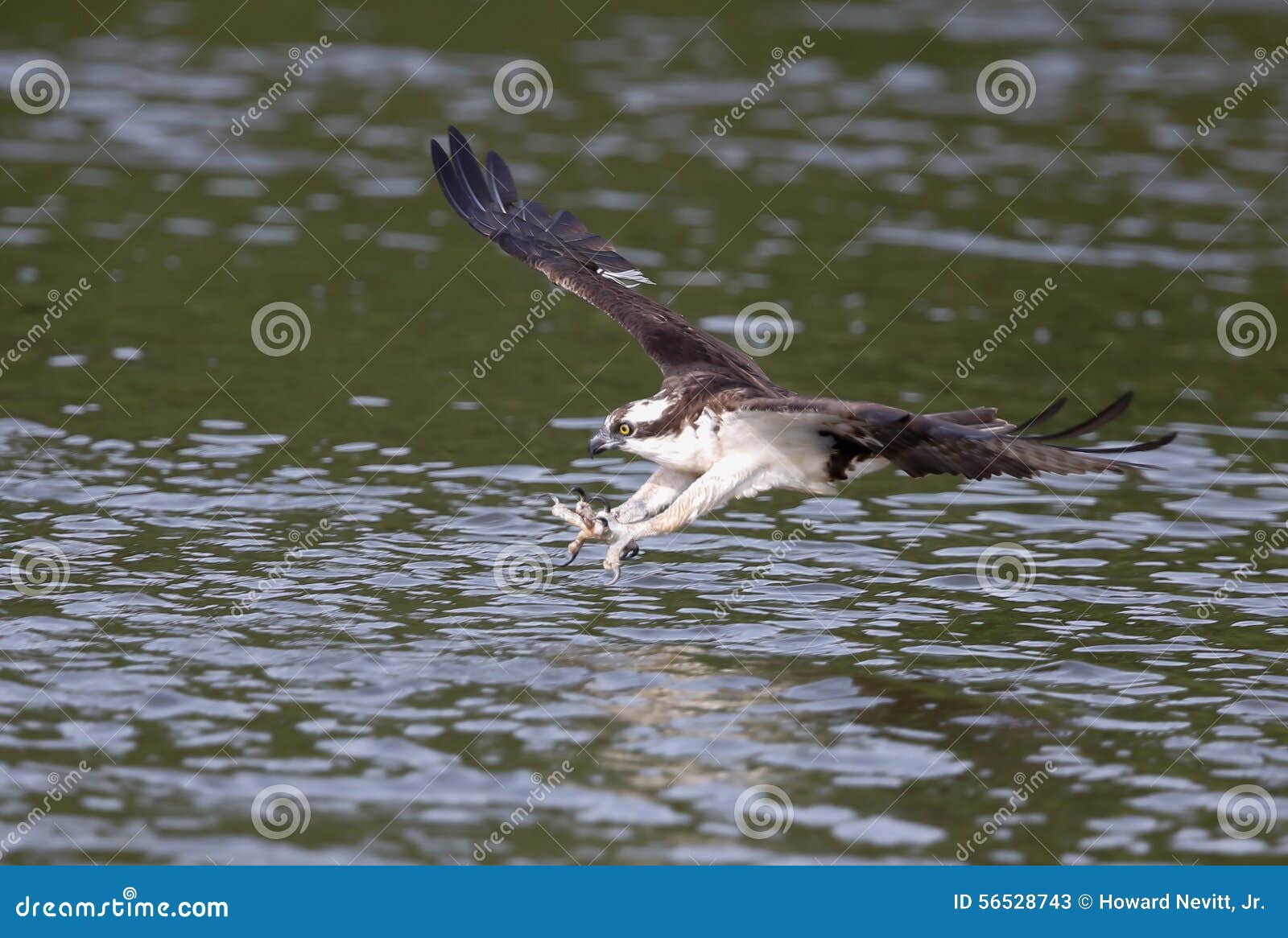 Osprey catching fish stock image. Image of water, isolated - 56528743