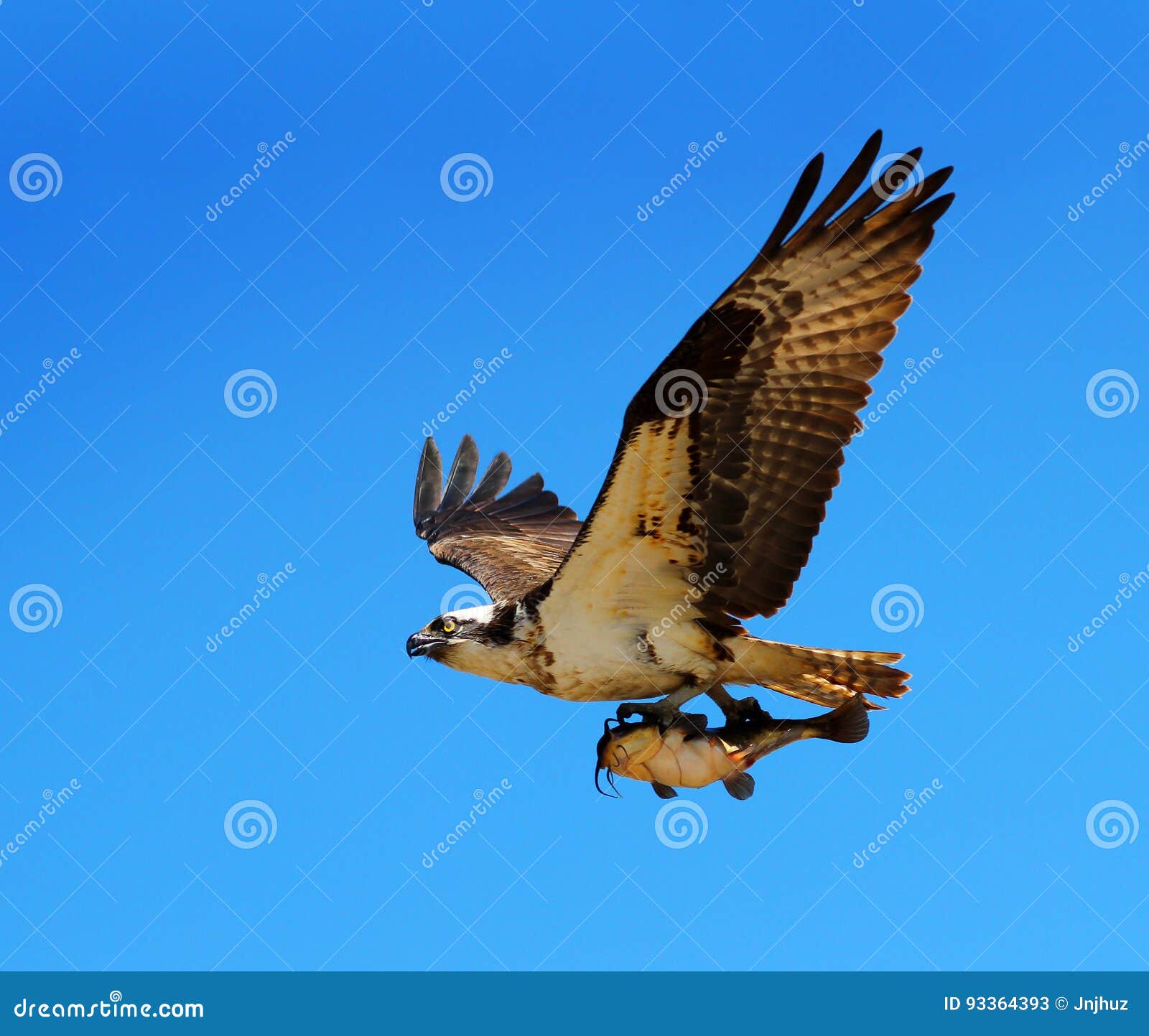 Osprey with a Catfish stock image. Image of eagle, flight - 93364393