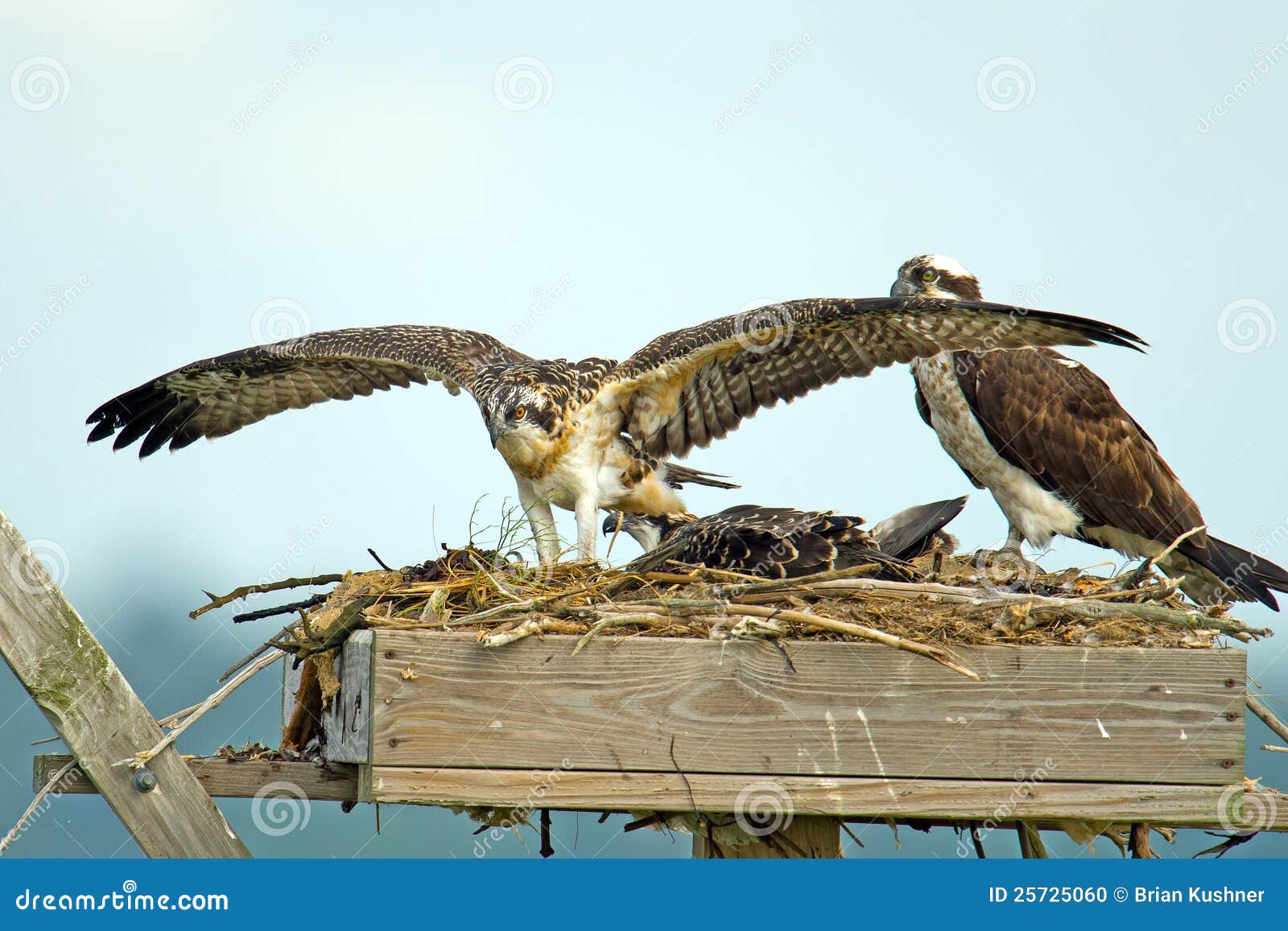 Osprey Chick stock photo. Image of nest, hawk, osprey - 25725060