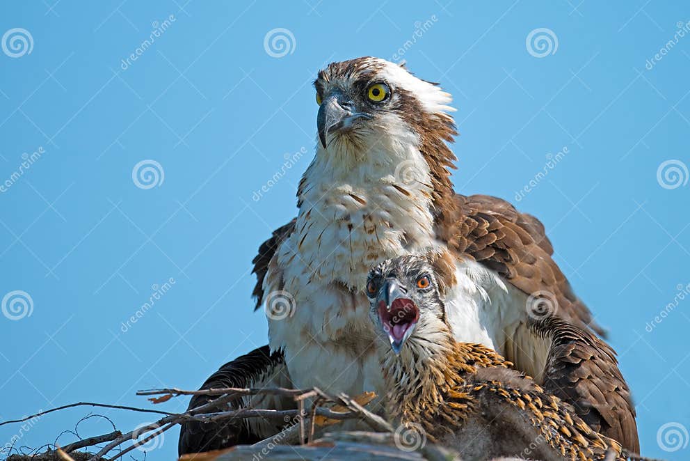 Osprey and Chick stock photo. Image of nature, branch - 32207352