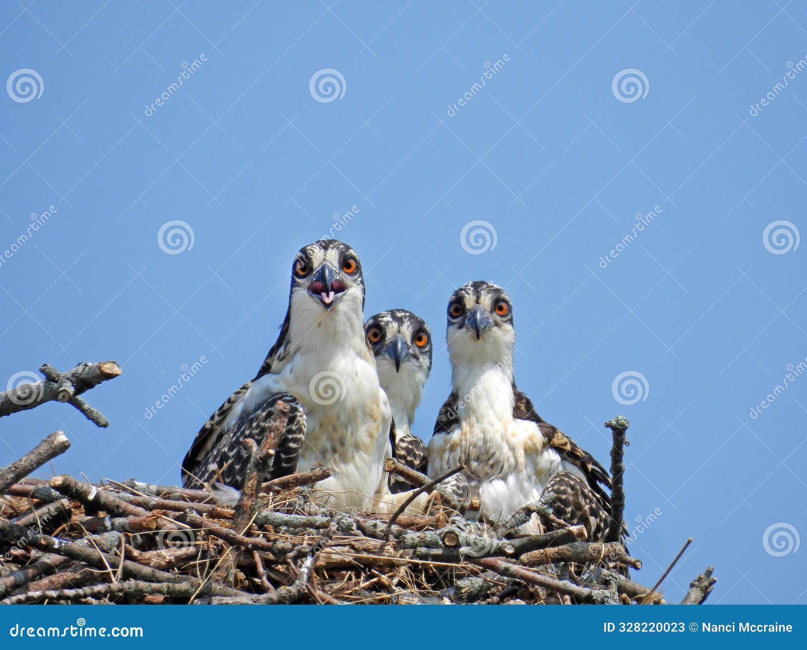 Osprey chicks in the nest stock image. Image of three - 328220023