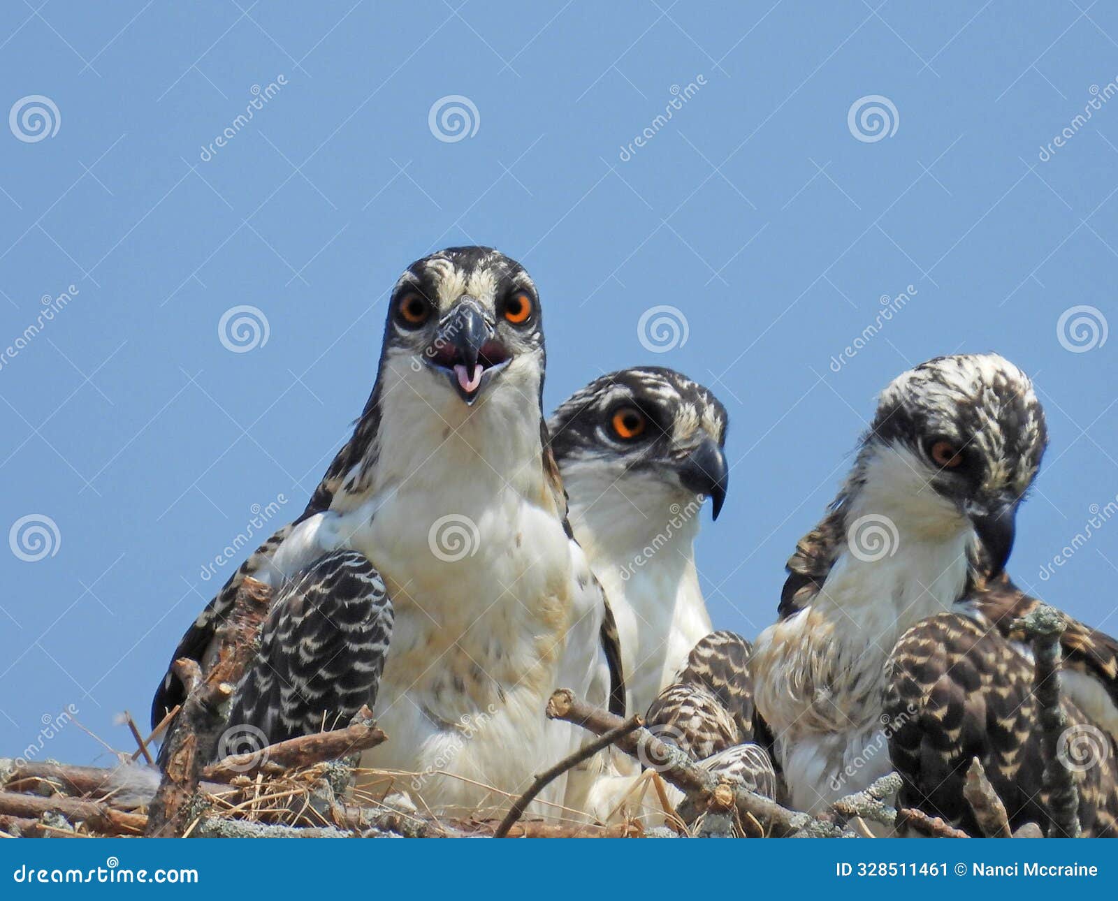 Osprey Chicks in the Nest in NYS FingerLakes Stock Image - Image of ...