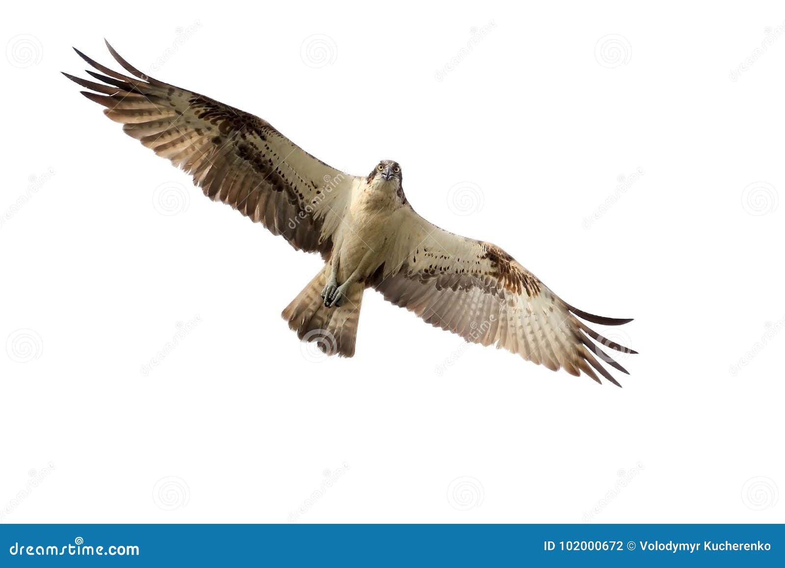 The osprey in flight stock photo. Image of haliaetus - 102000672