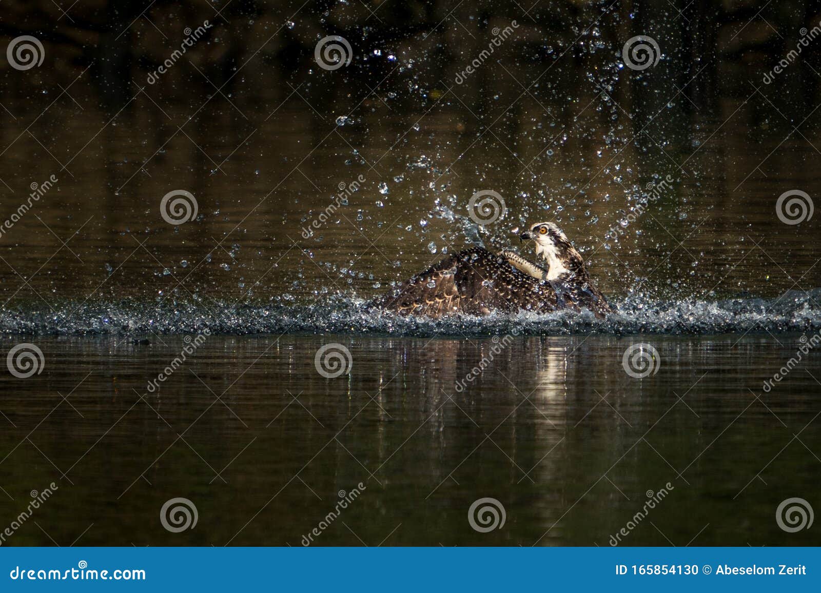 Osprey Dive X stock photo. Image of bird, states, hawk - 165854130