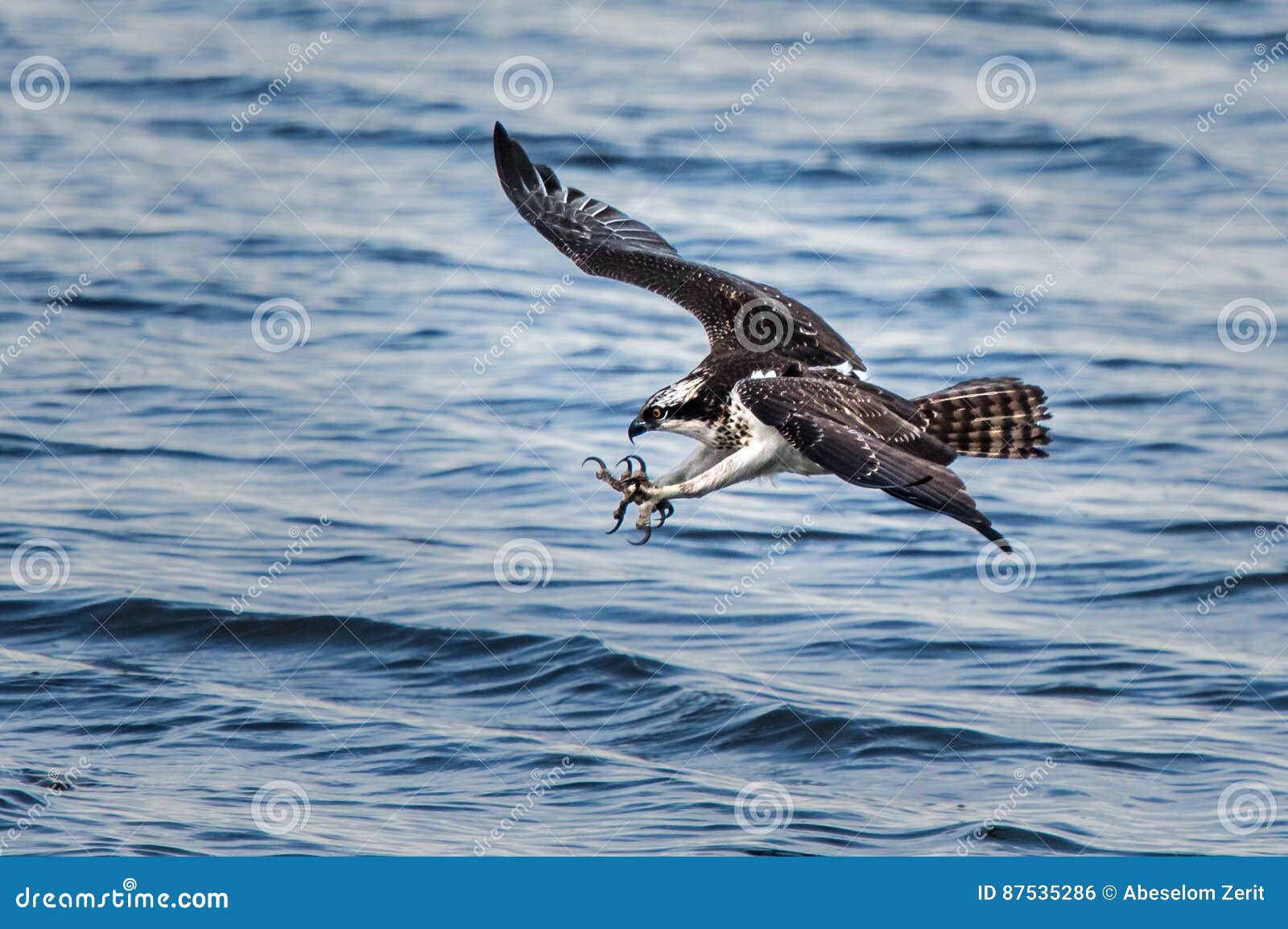 Osprey Dive stock photo. Image of flying, fauna, united - 87535286