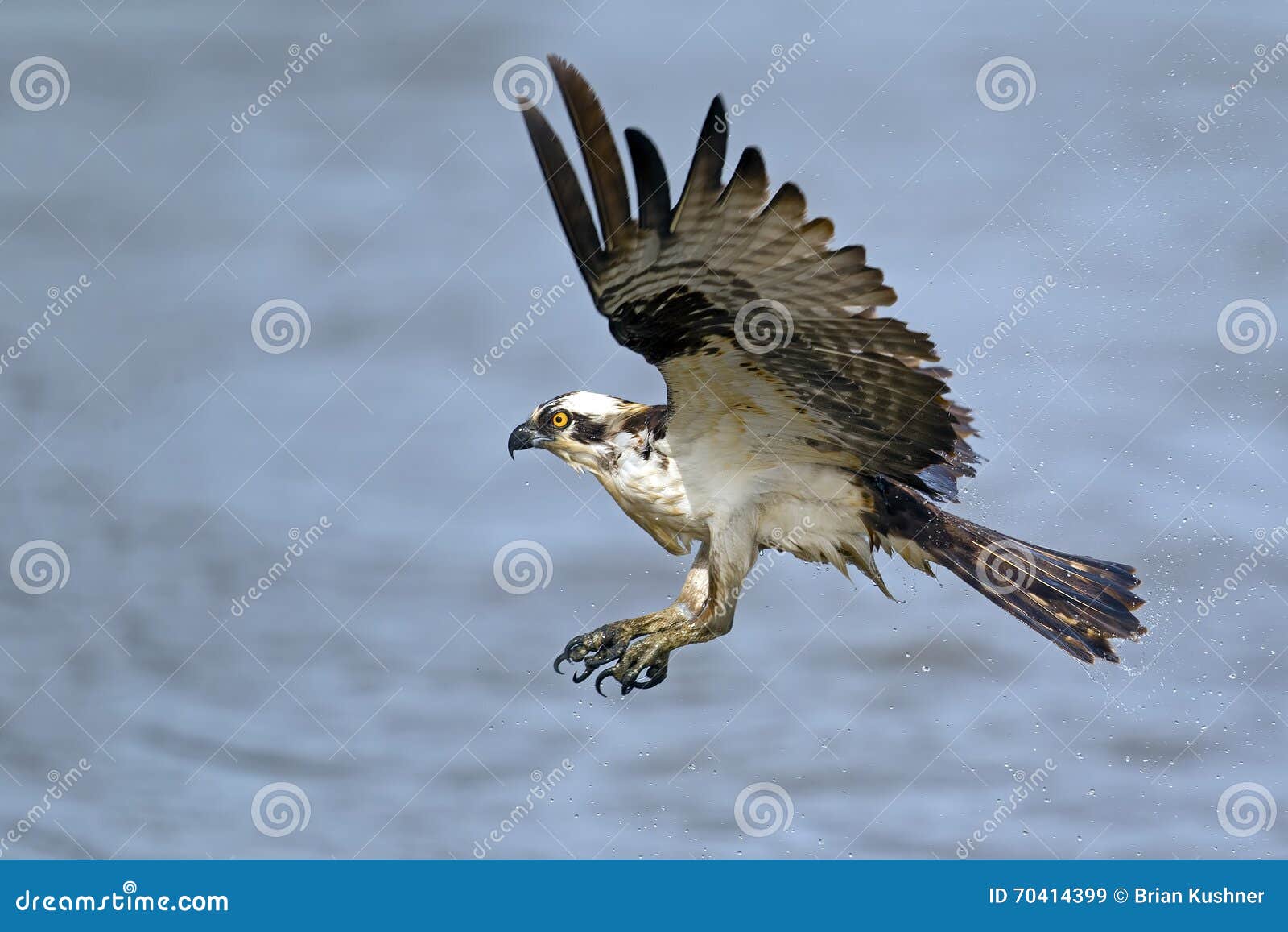 Osprey Diving stock image. Image of fish, haliaetus, wild - 70414399