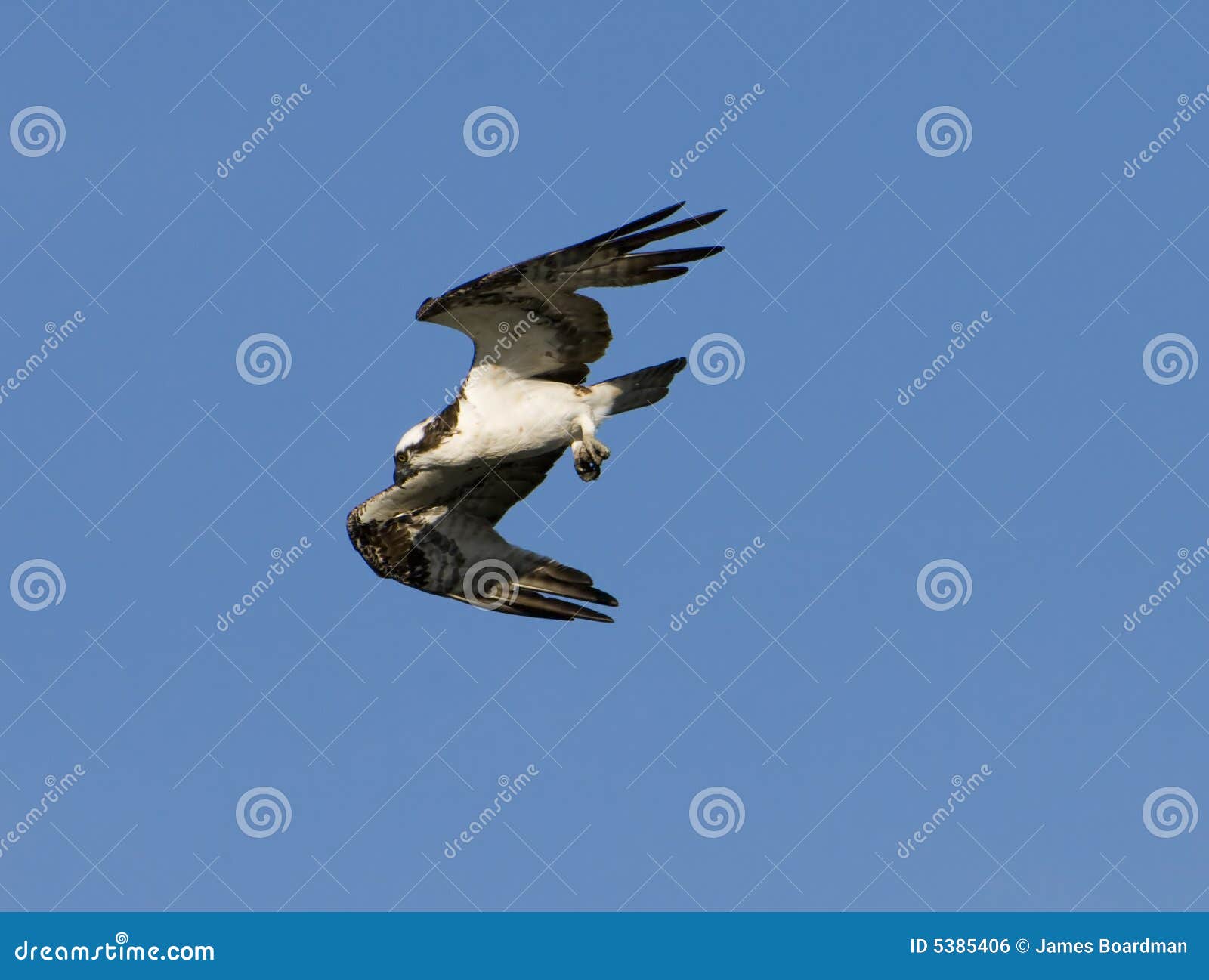 Osprey diving for a fish stock photo. Image of banking - 5385406