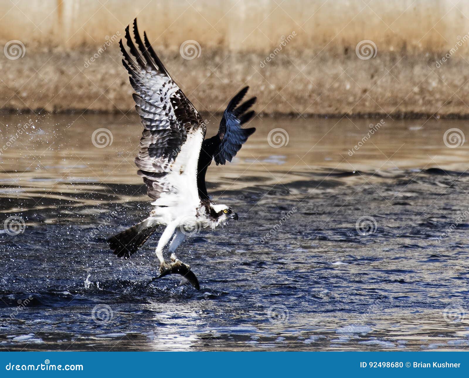 Osprey Diving for Fish stock photo. Image of fish, branch - 92498680