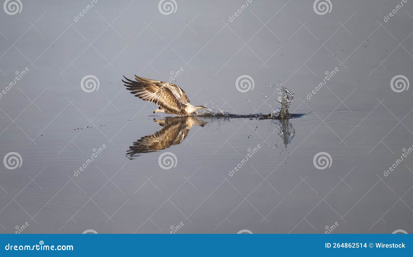 Osprey Diving To Catch Fish at a Lake Stock Photo - Image of osprey ...