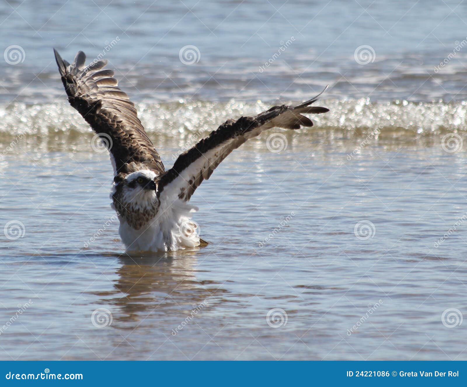 Osprey drying wings stock photo. Image of pandion, bird - 24221086