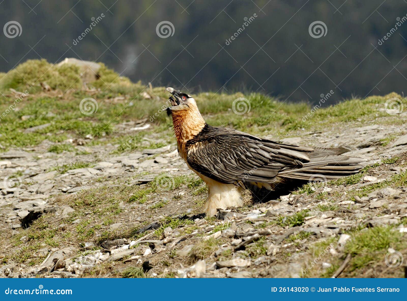 Osprey eating stock photo. Image of raptors, landscapes - 26143020