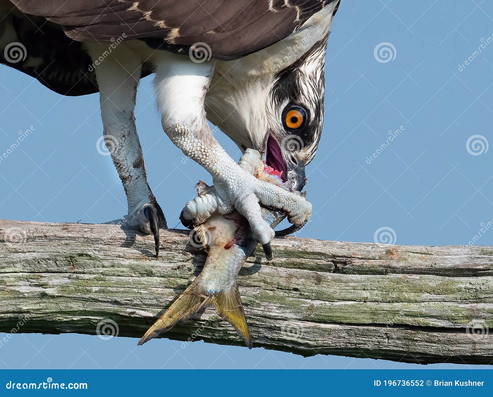 Osprey Eating a Fish stock photo. Image of falcon, eagle - 196736552