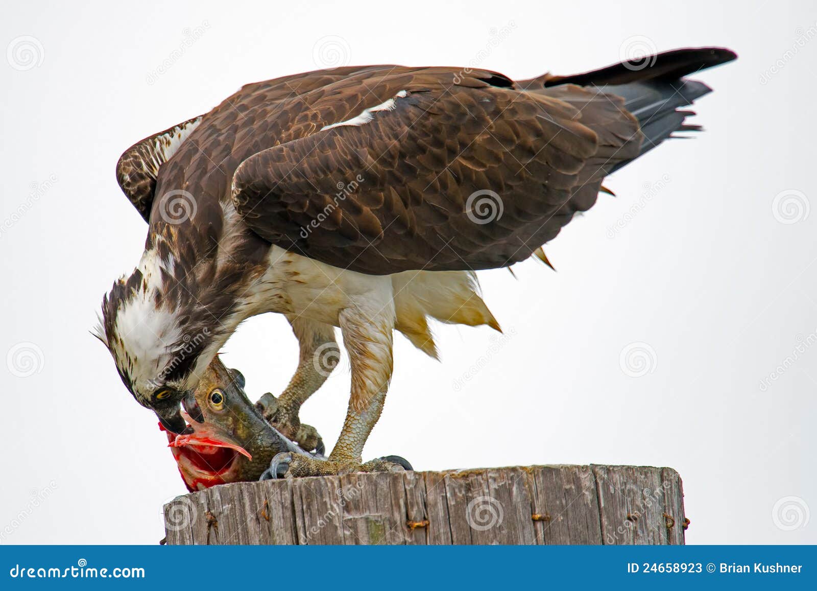 Osprey Eating Fish stock image. Image of america, park - 24658923