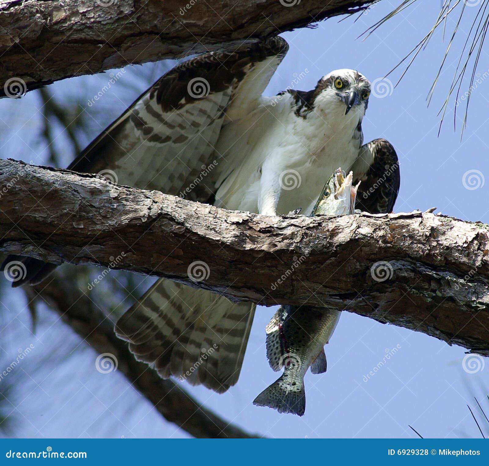 Osprey eating fish stock photo. Image of overhead, branch - 6929328