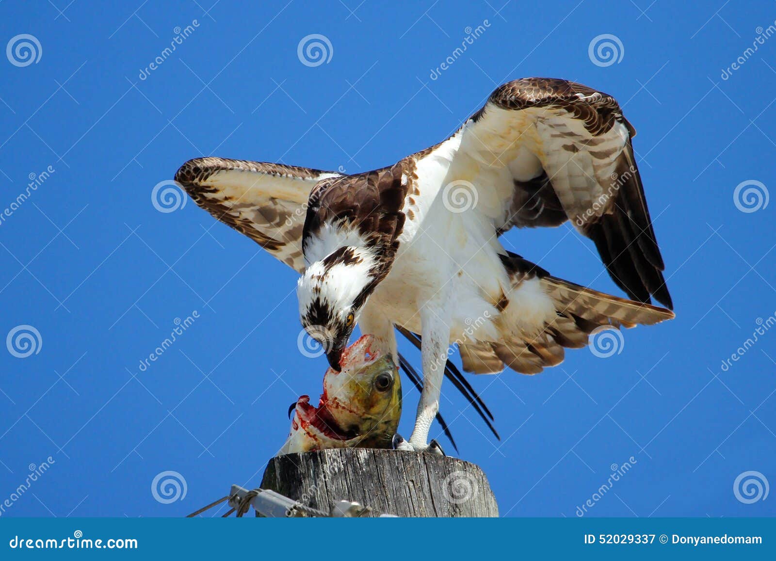 Osprey Eating Fish on a Light Pole Stock Image - Image of feathers ...