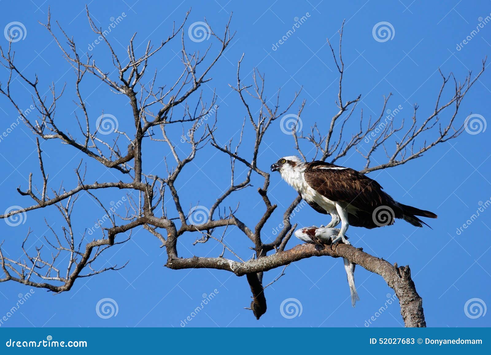 Osprey Eating Fish on a Tree Stock Image - Image of hunting, feathers ...