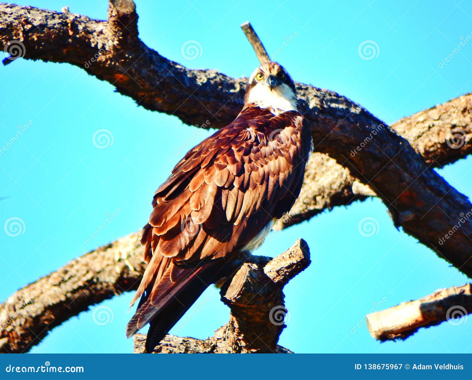 Bird Staring stock image. Image of staring, bird, eyes - 138675967