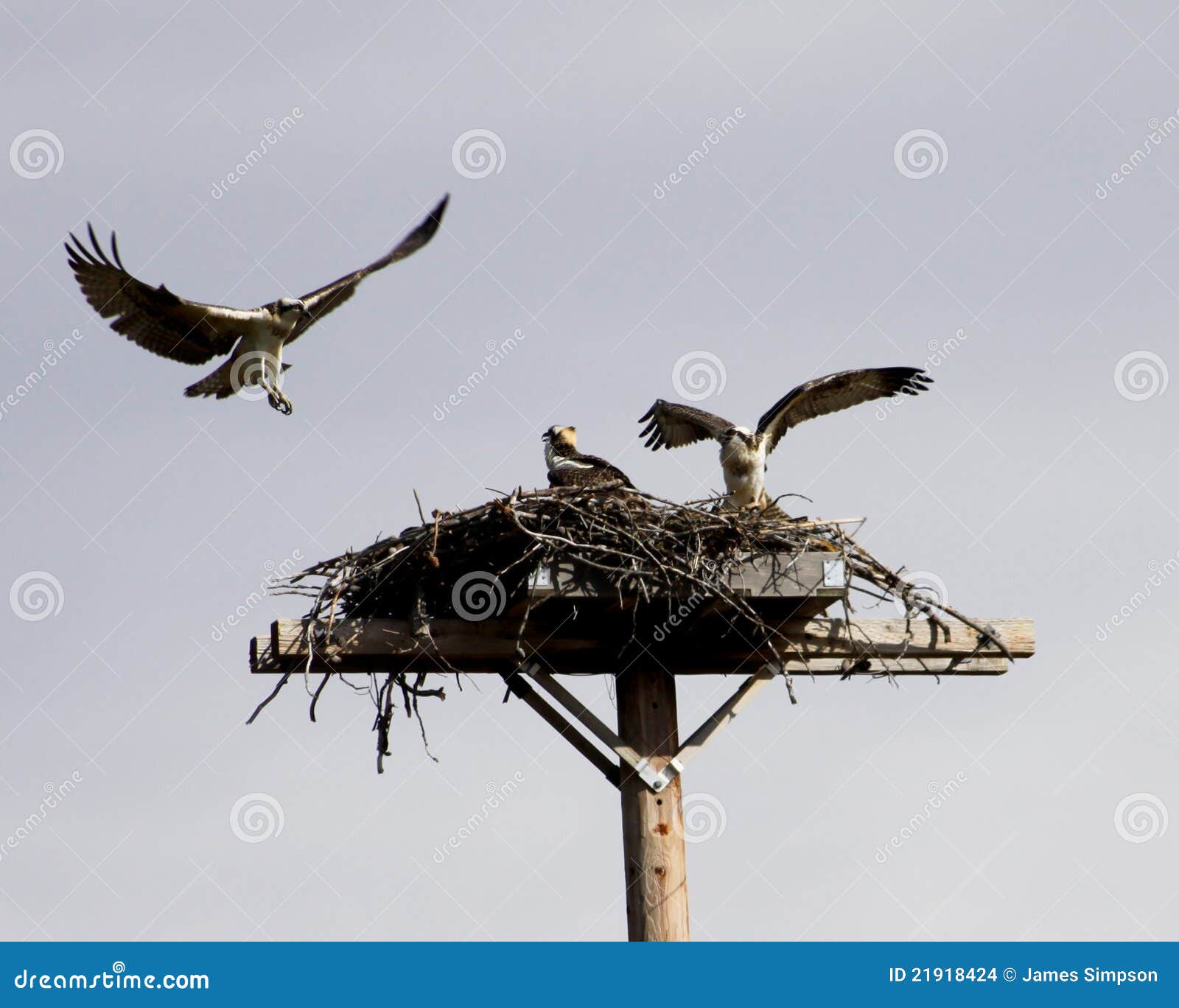 Osprey Family stock photo. Image of animal, pair, bird - 21918424