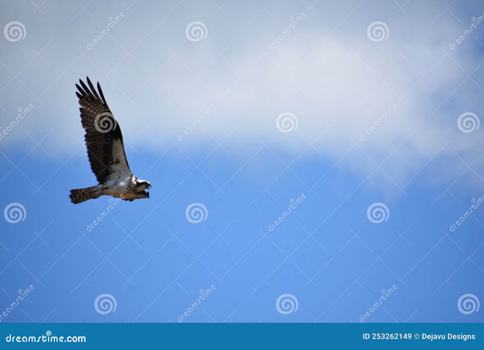 Osprey with Feathered Wings Outstretched in Flight Stock Image - Image ...