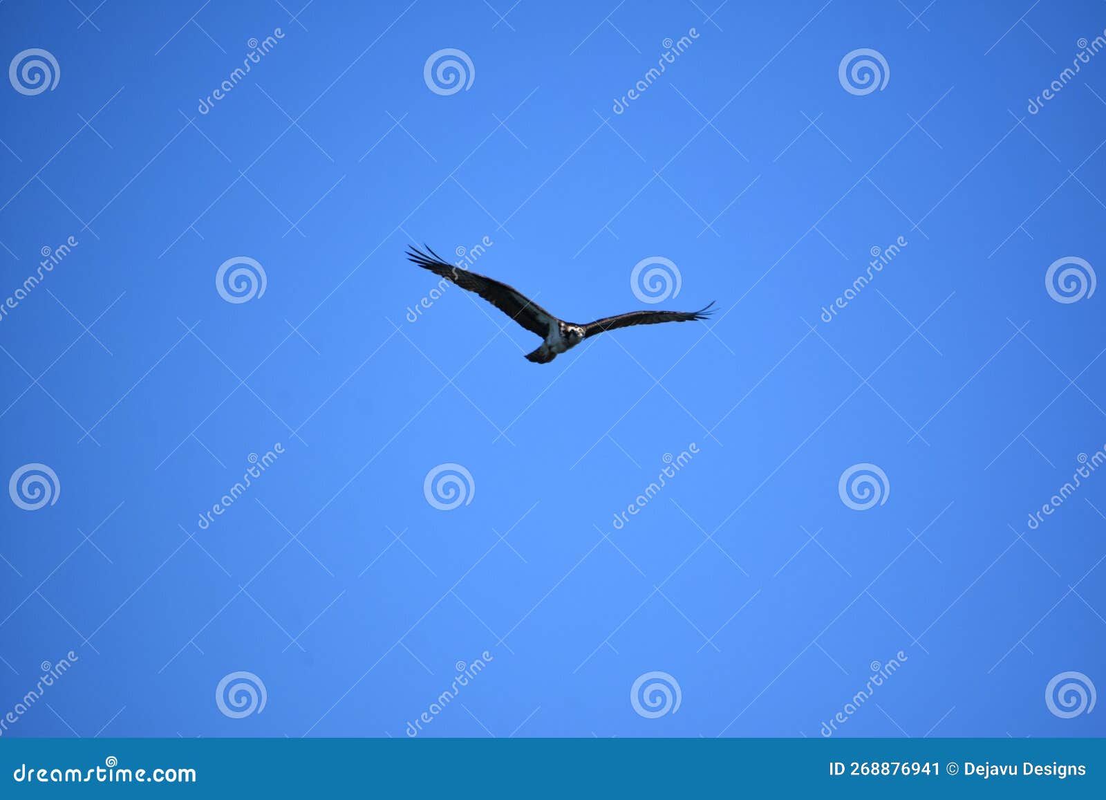 Osprey Feathers Ruffled in Flight in a Blue Sky Stock Image - Image of ...