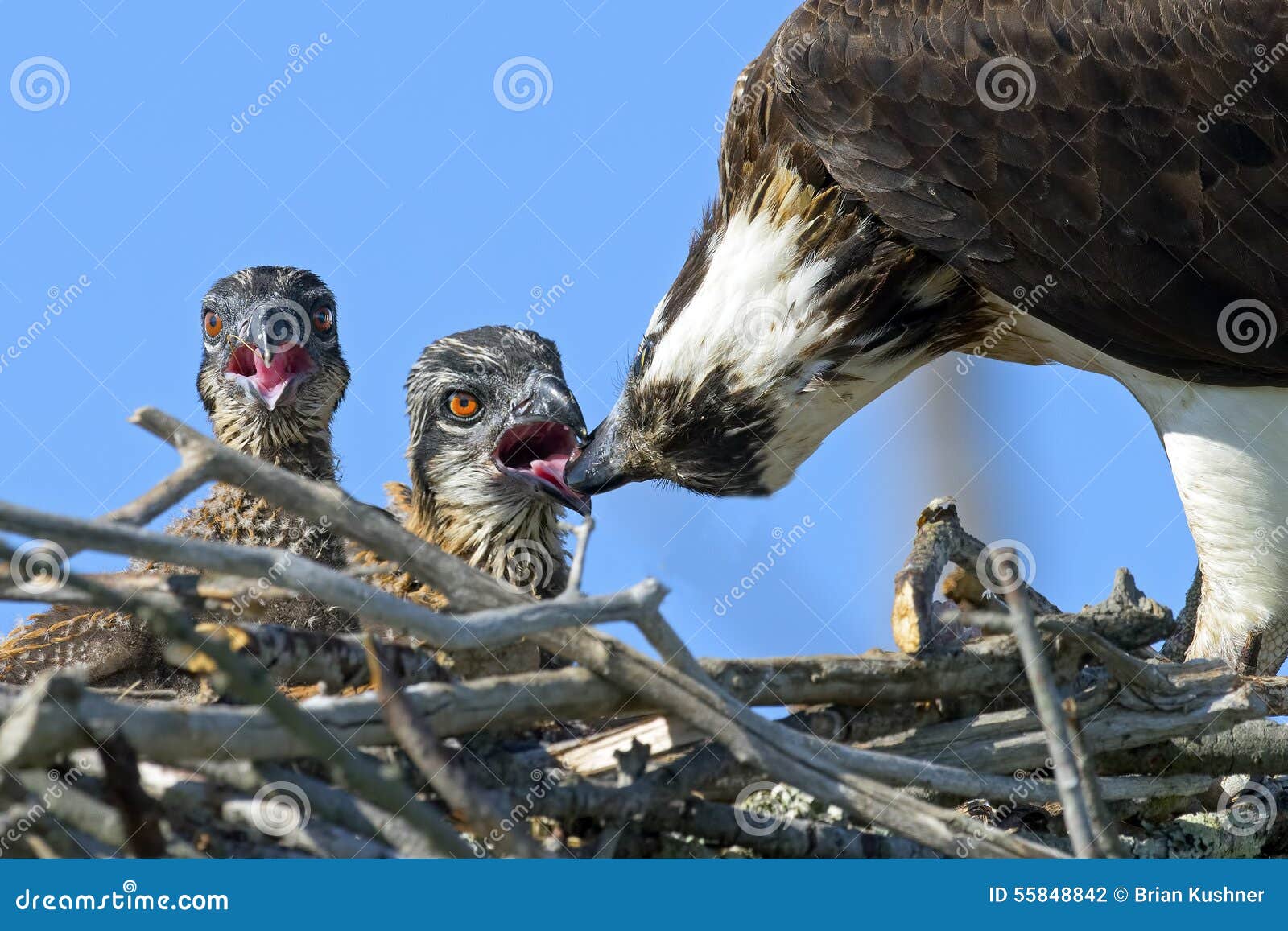 Osprey Feeding Chicks stock photo. Image of landscape - 55848842