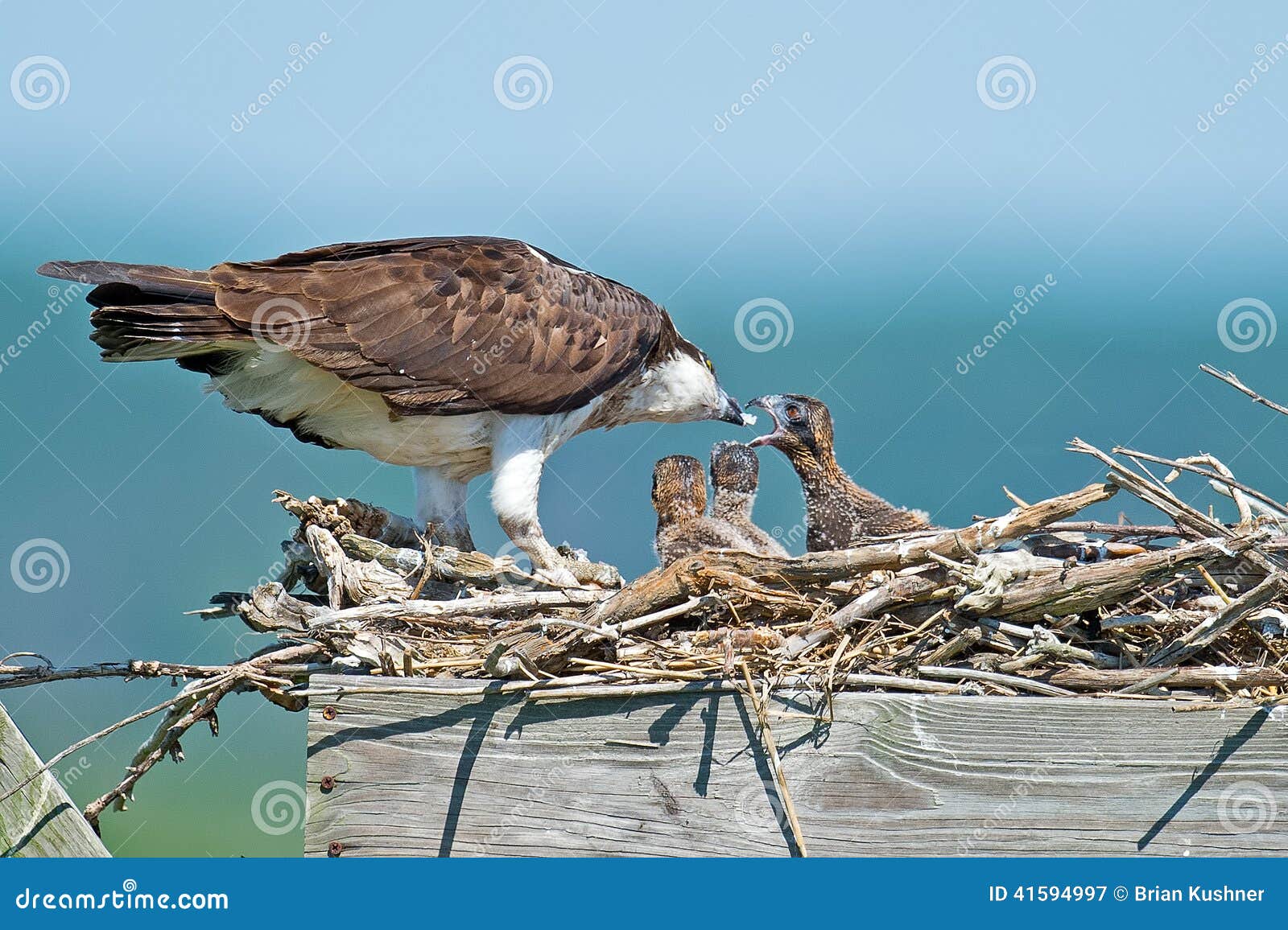 Osprey Feeding stock image. Image of hawk, colour, ornithology - 41594997