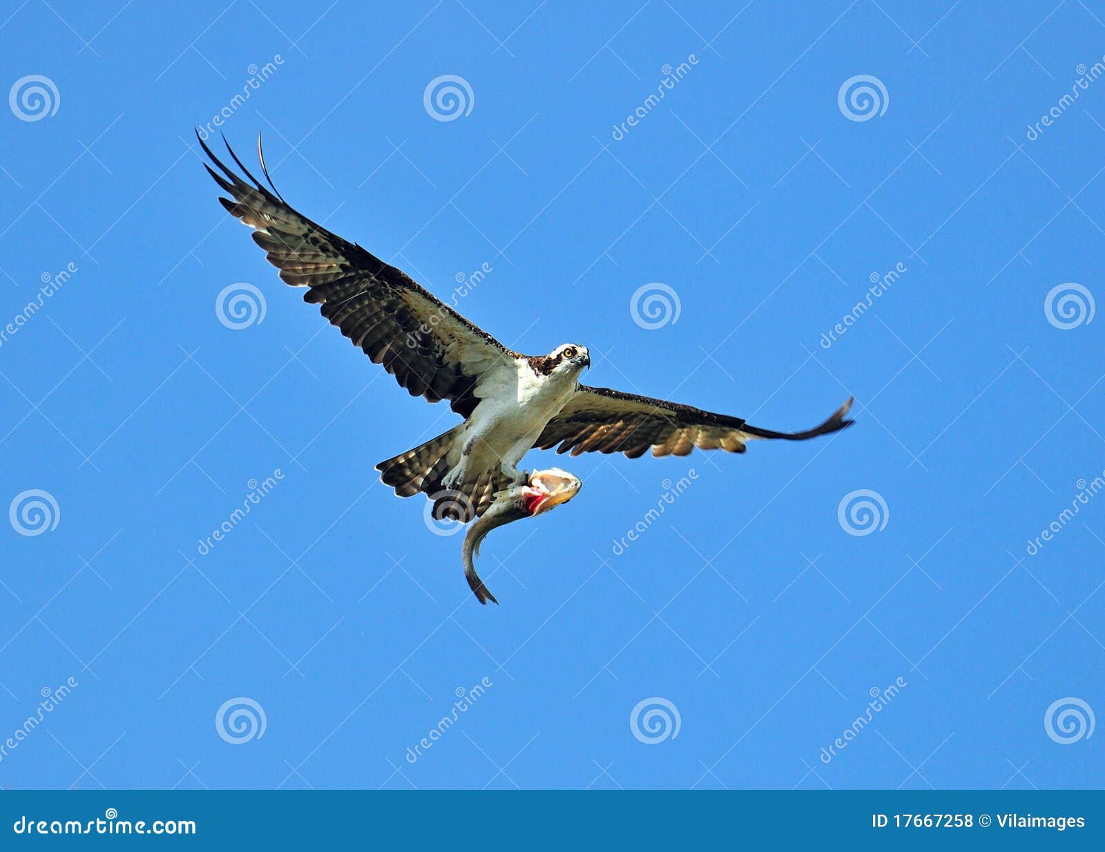 Osprey flying with a fish. stock photo. Image of florida - 17667258