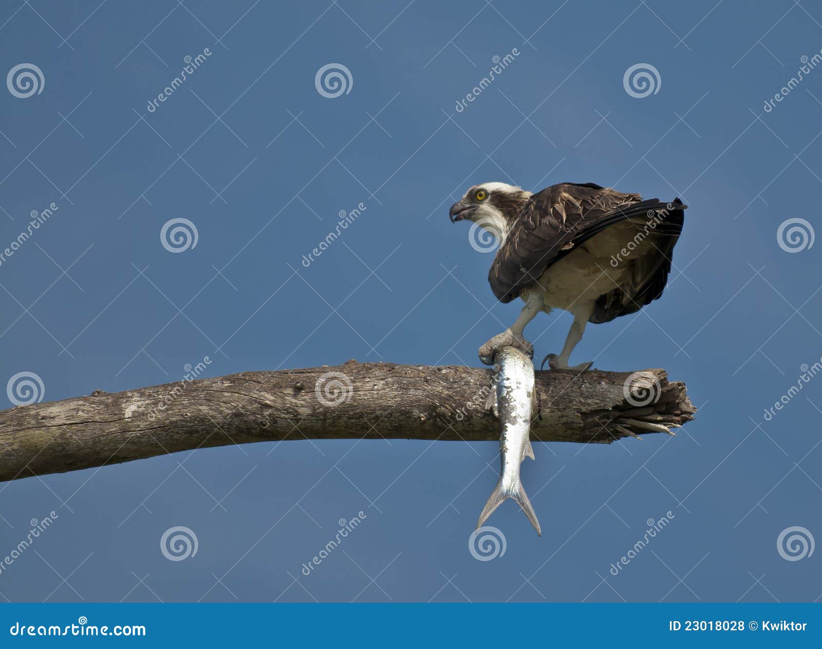 Osprey with Fish stock photo. Image of nature, osprey - 23018028