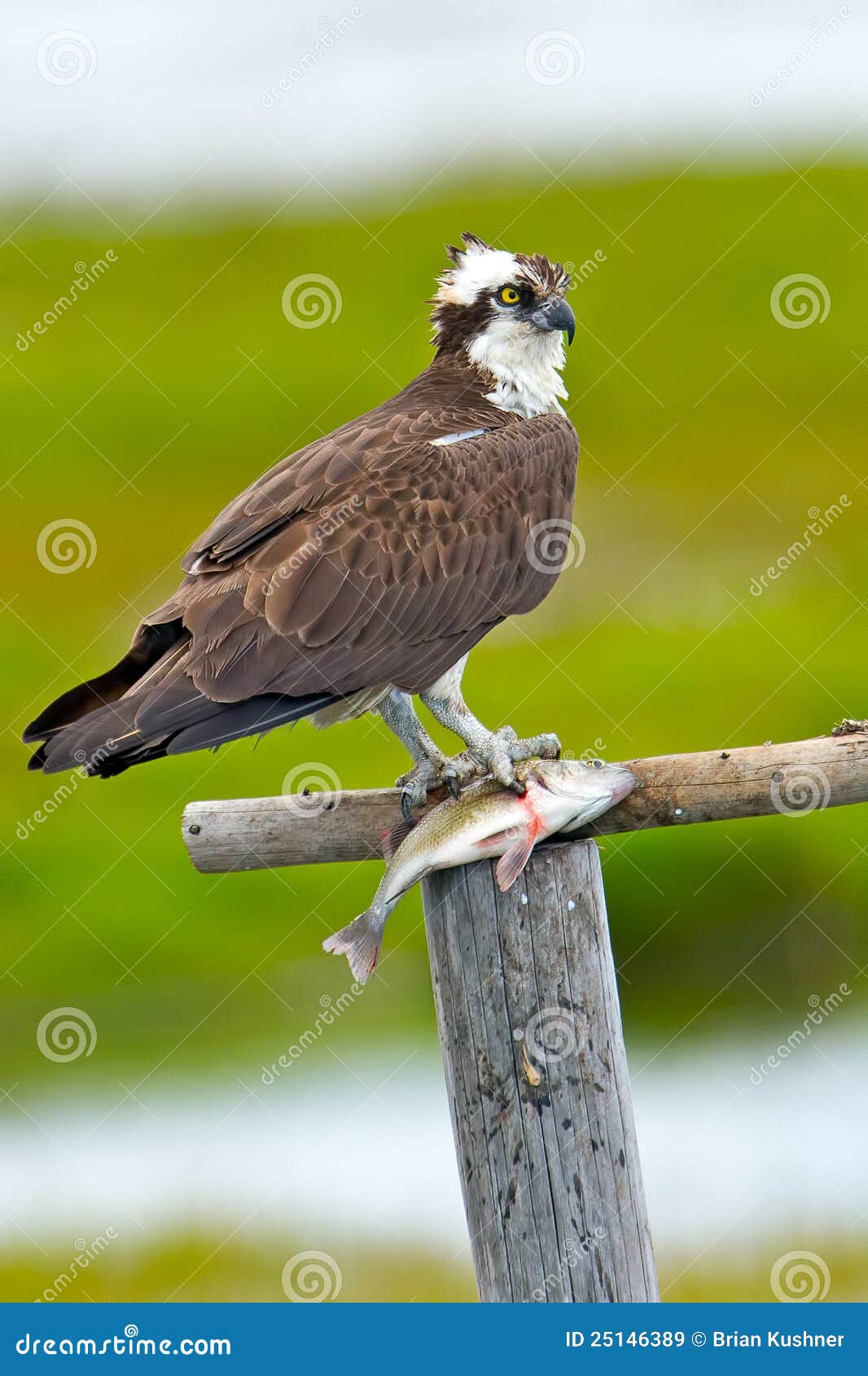 Osprey Holding Fish On The Trunk Of A Dead Palm Tree Stock Image ...