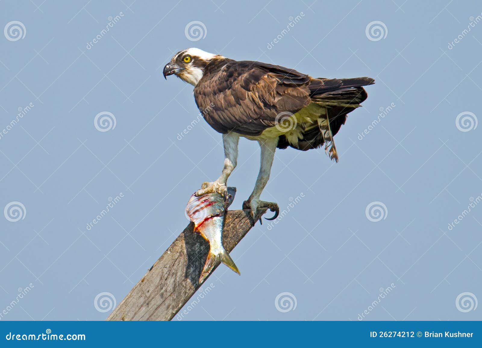Osprey with Fish stock photo. Image of america, birds - 26274212