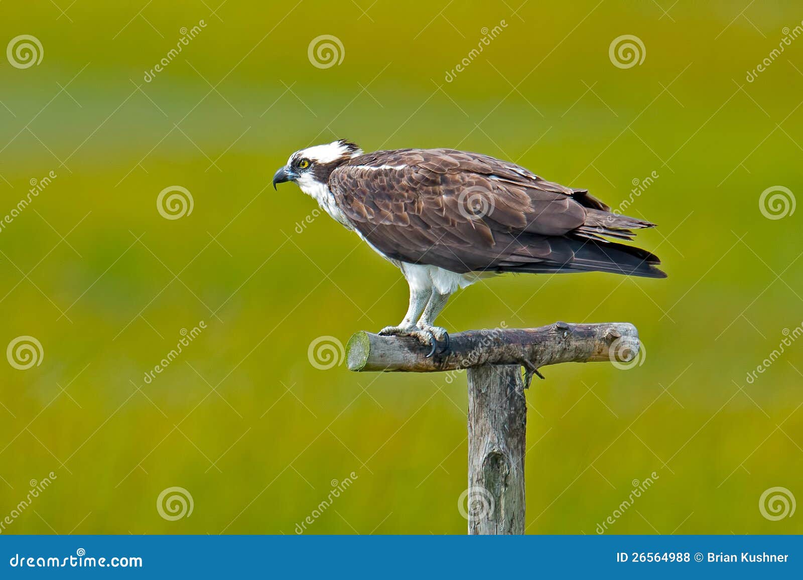 Osprey with Fish stock photo. Image of bird, predator - 26564988