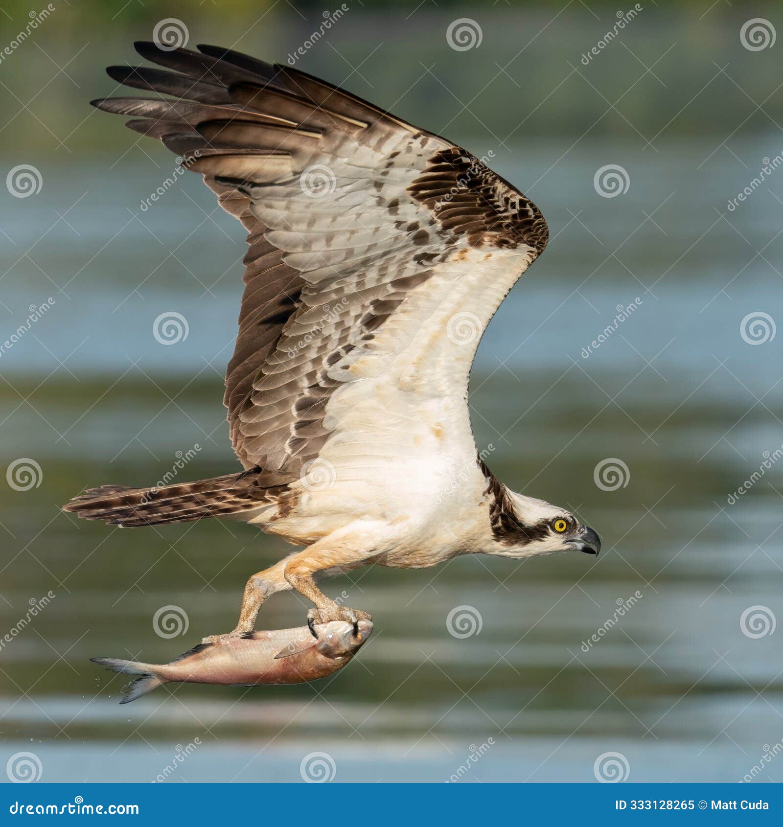 Osprey with a Fish stock image. Image of hunting, banking - 333128265