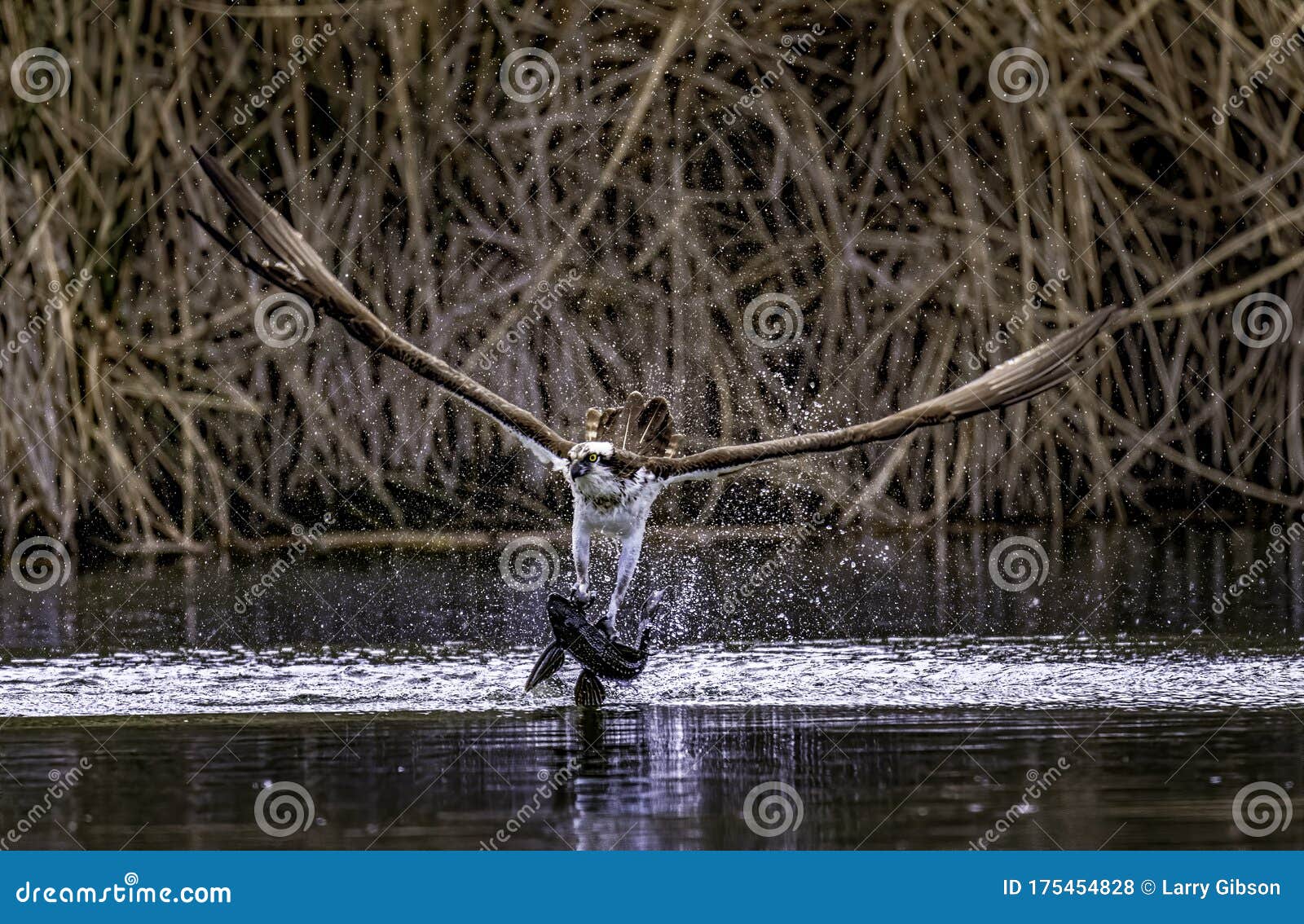 Osprey with fish stock photo. Image of nail, head, america - 175454828