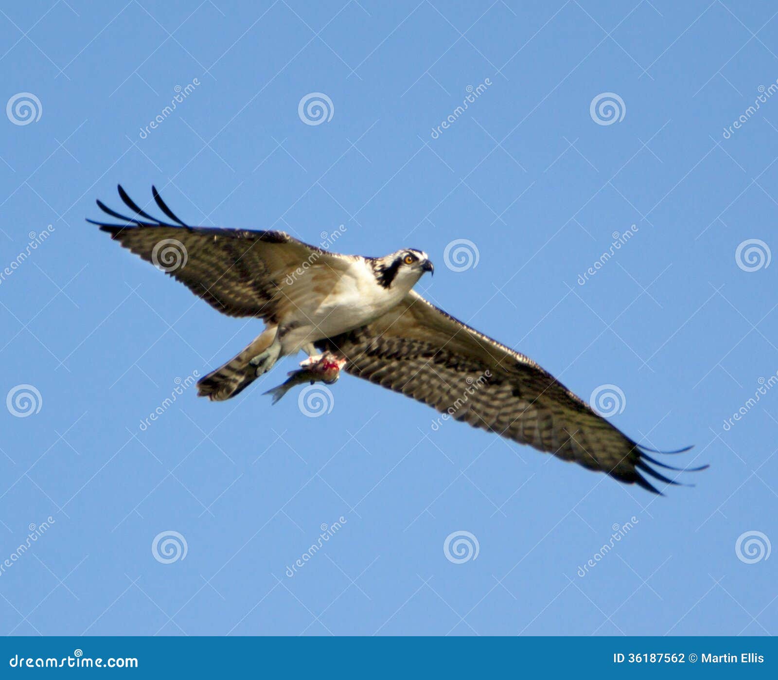 Osprey with Fish stock photo. Image of nature, river - 36187562