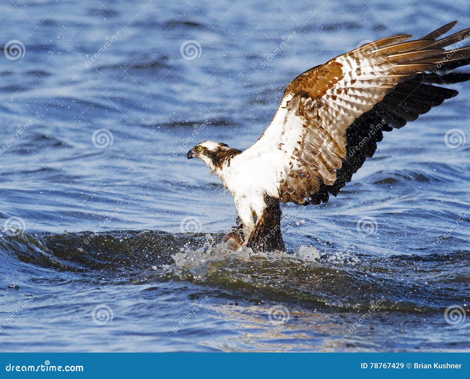 Osprey Fish Dive stock image. Image of nature, raptor - 78767429