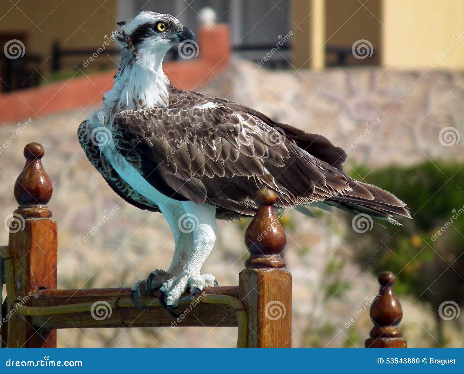 Osprey - fish eagle stock photo. Image of eagle, bird - 53543880