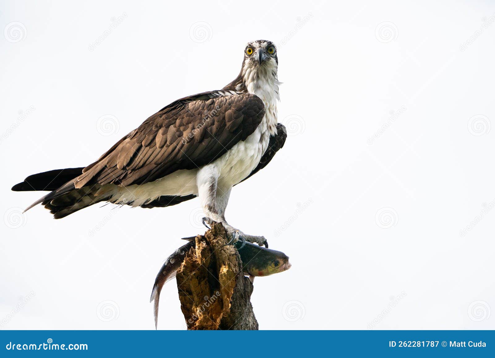 Osprey with Fish stock image. Image of fishing, merritt - 262281787