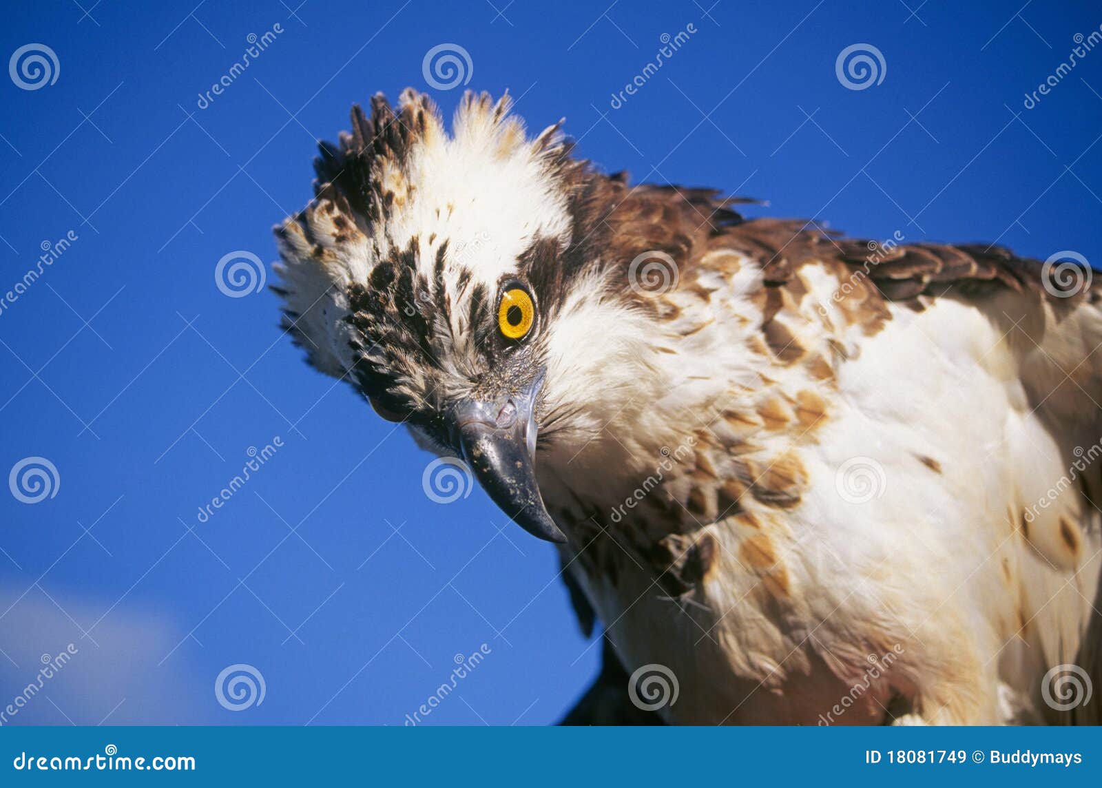Osprey or fish hawk stock image. Image of raptor, scenic - 18081749
